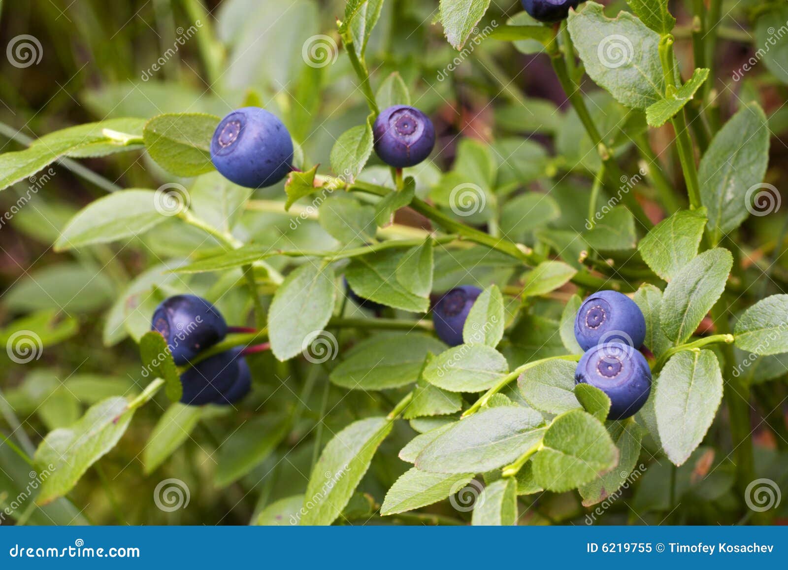 Myrtille image stock. Image du lames, mûr, savoureux, sain - 6219755