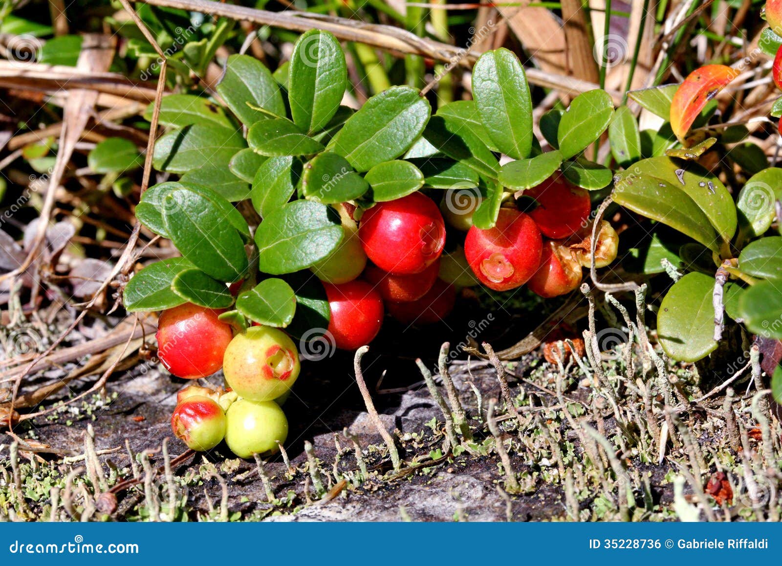 Myrtille Rouge ; Vitis-idaea De Vaccinium Photo stock - Image du ...