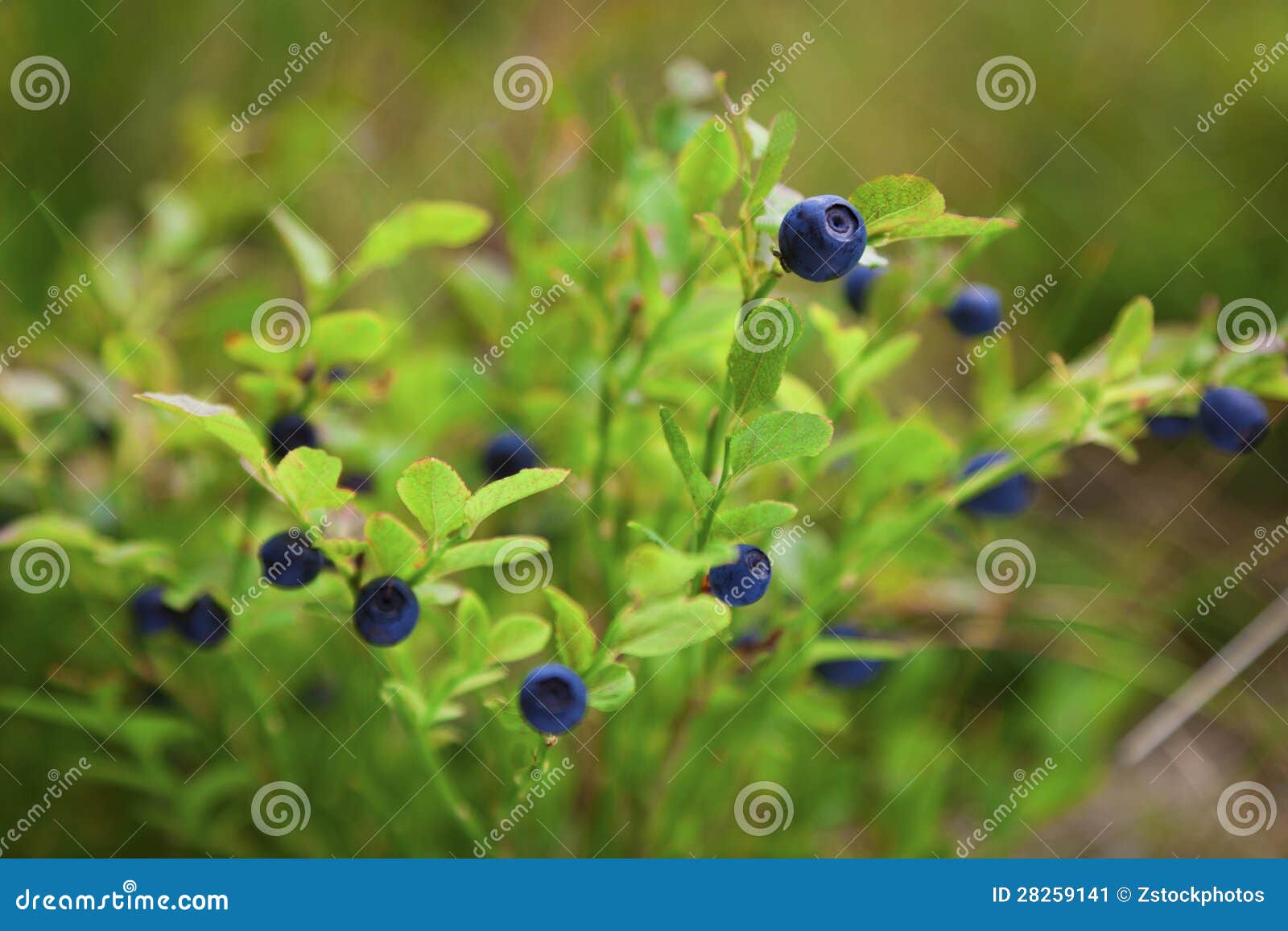 Myrtille sauvage image stock. Image du nutritif, bleu - 28259141