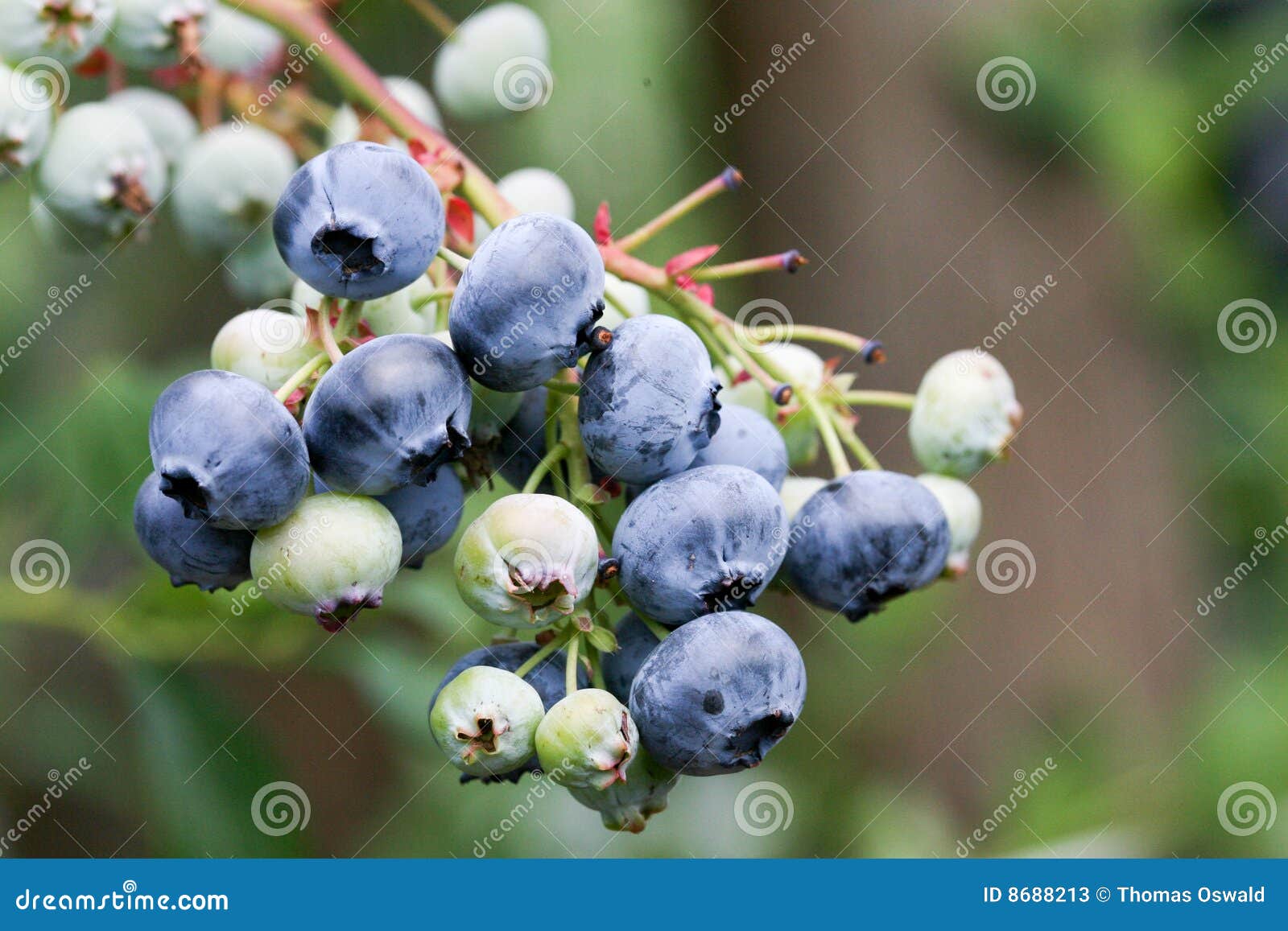 Myrtilles image stock. Image du moissonné, mangez, frais - 8688213