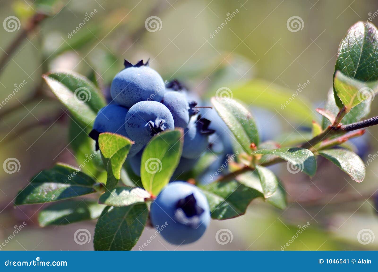 Myrtilles sauvages image stock. Image du lames, matin - 1046541