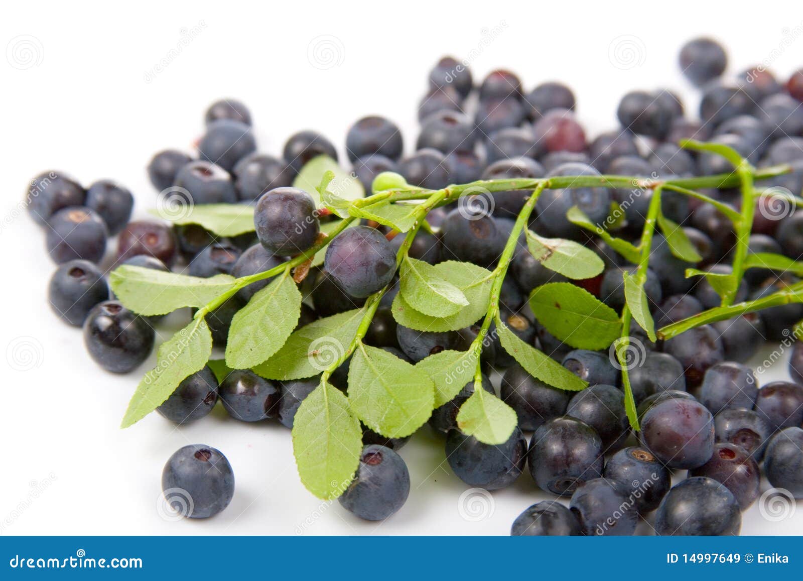 Myrtilles sauvages image stock. Image du savoureux, myrtille - 14997649