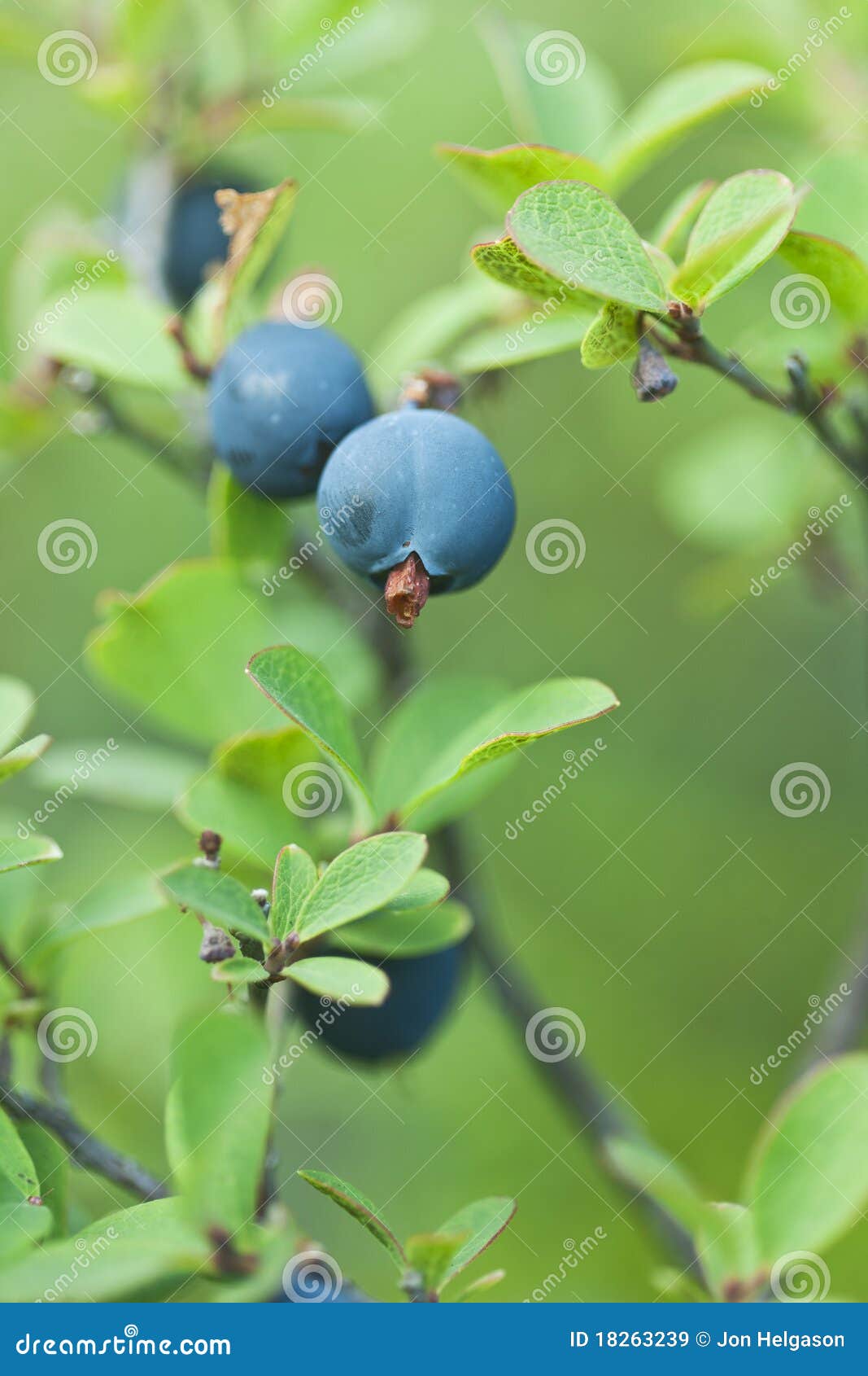 Myrtilles sauvages image stock. Image du fruits, bleu - 18263239