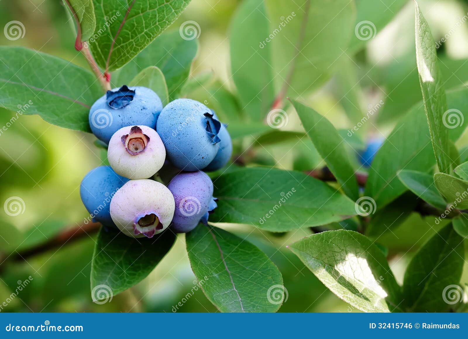 Myrtilles sauvages photo stock. Image du maine, agriculture - 32415746
