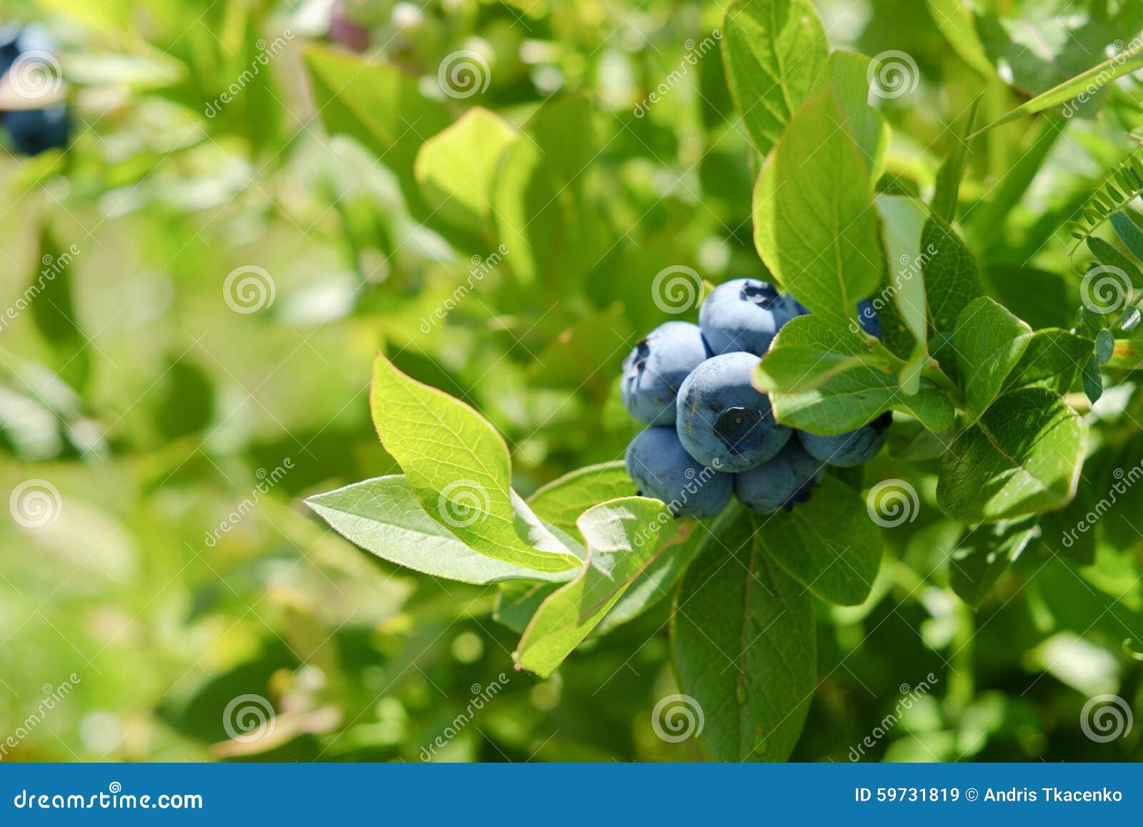Myrtilles sur Bush image stock. Image du baie, nourriture - 59731819