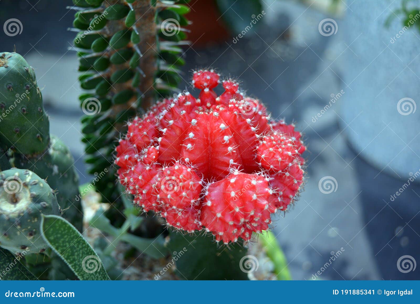 Myrtillocalycium - Small Red Cactus Bud Stock Image - Image of blooming ...