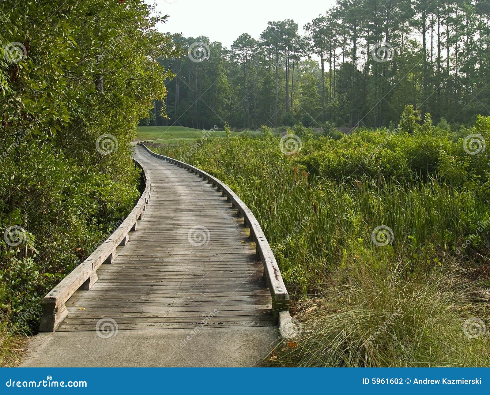 Myrtle Beach Golf course stock photo. Image of countryside - 5961602