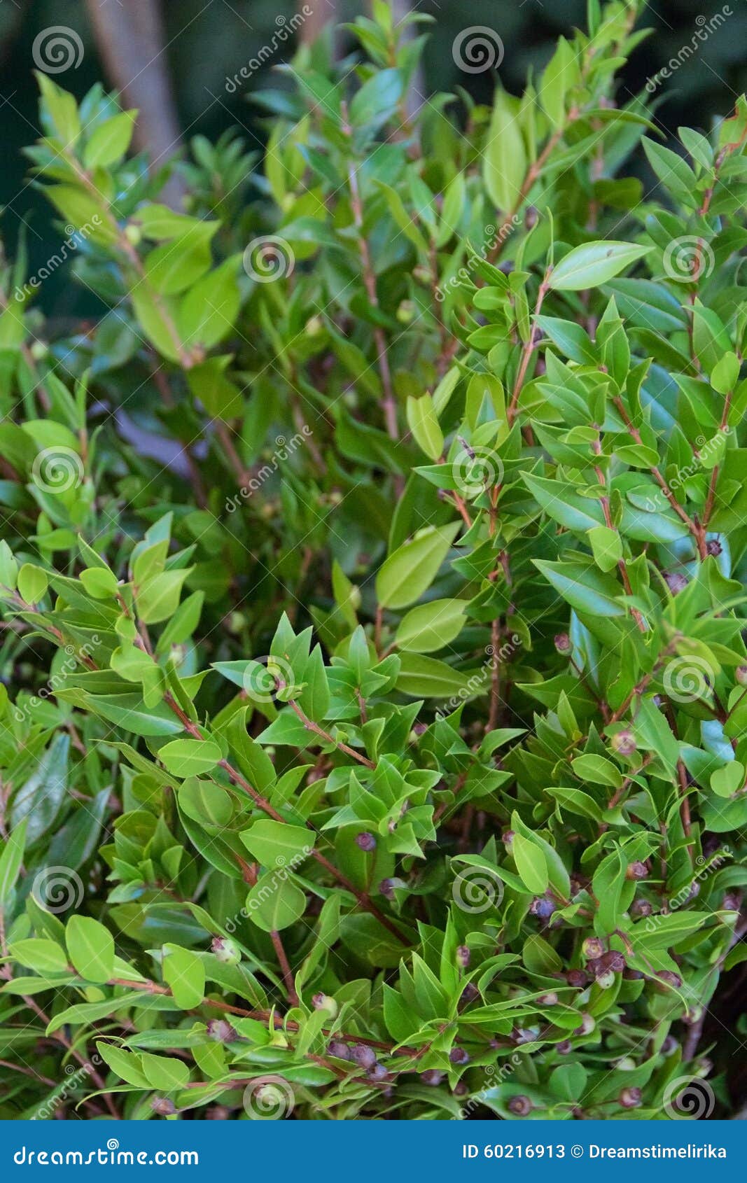 The myrtle stock image. Image of hard, decor, nature - 60216913