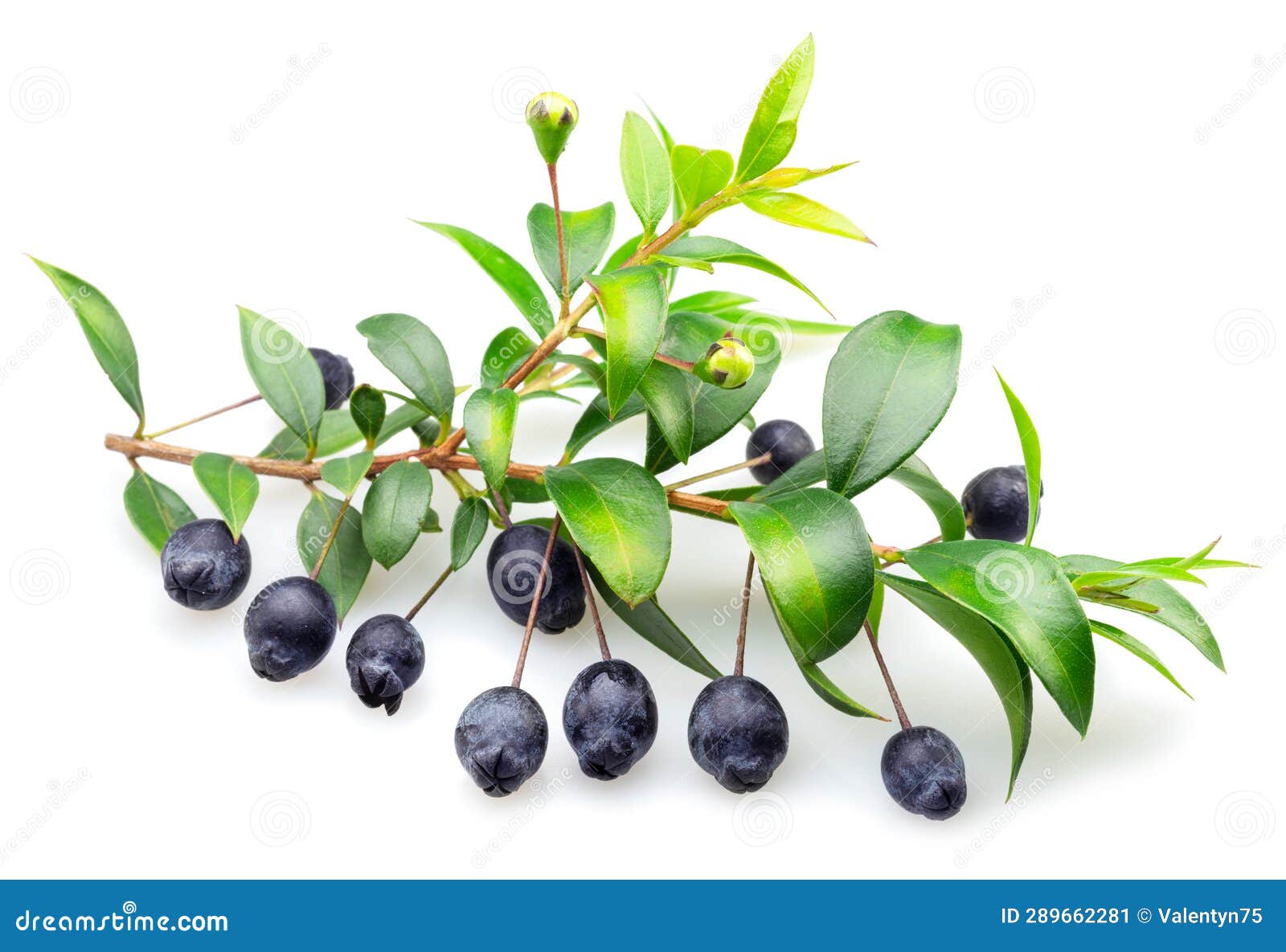 Myrtle Branch with Leaves and Berries Isolated on White Background ...