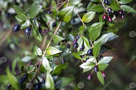 Myrtle branch stock photo. Image of seasonal, foliage - 350483404