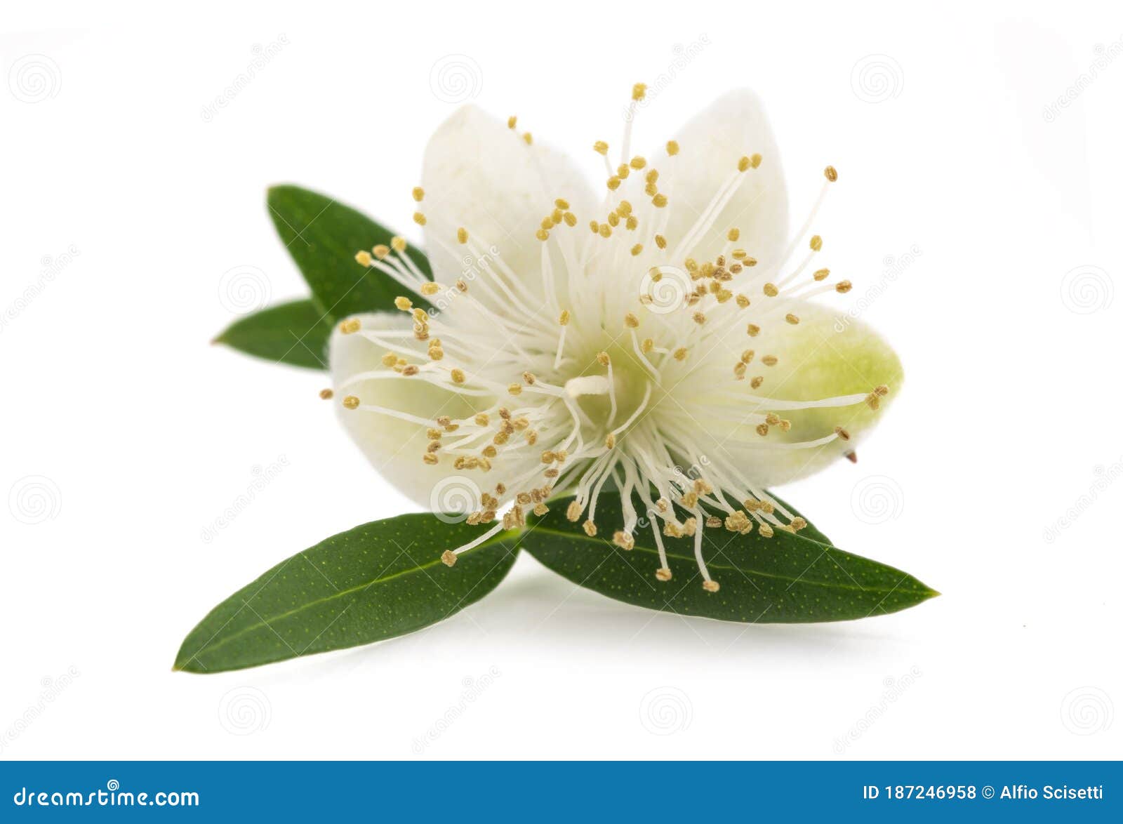 Myrtle flower stock photo. Image of leaf, myrtles, green - 187246958