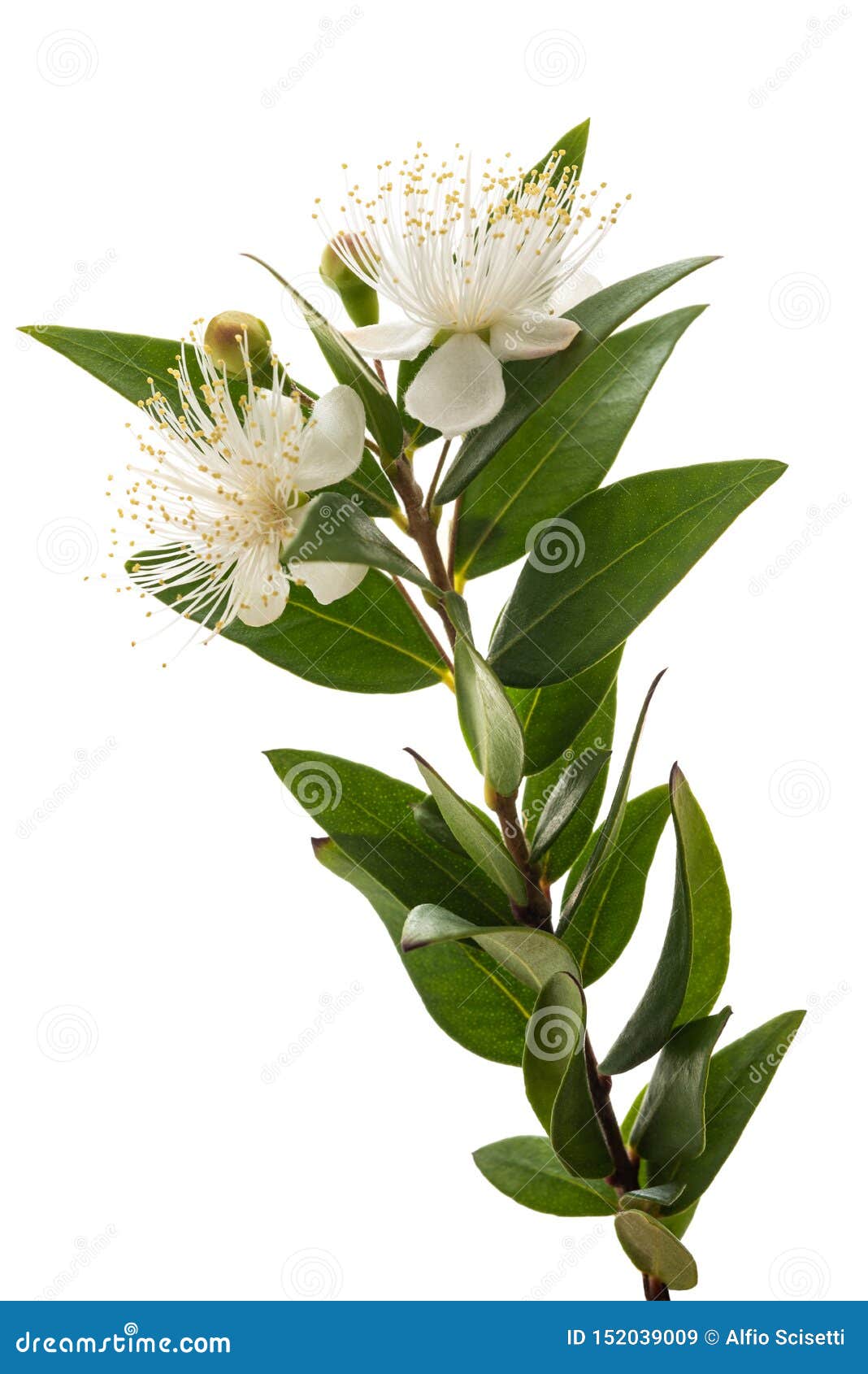 Myrtle flowers stock image. Image of bush, herb, myrtus - 152039009