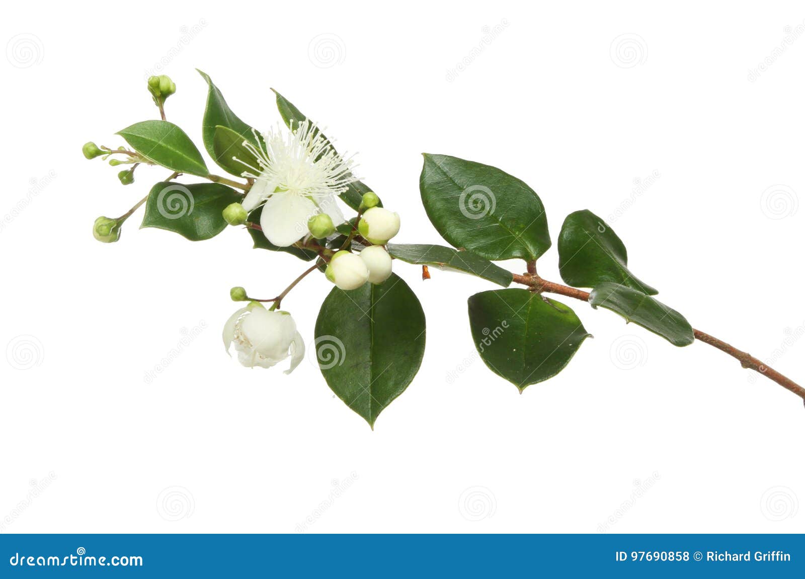 Myrtle flowers and foliage stock photo. Image of leaf - 97690858