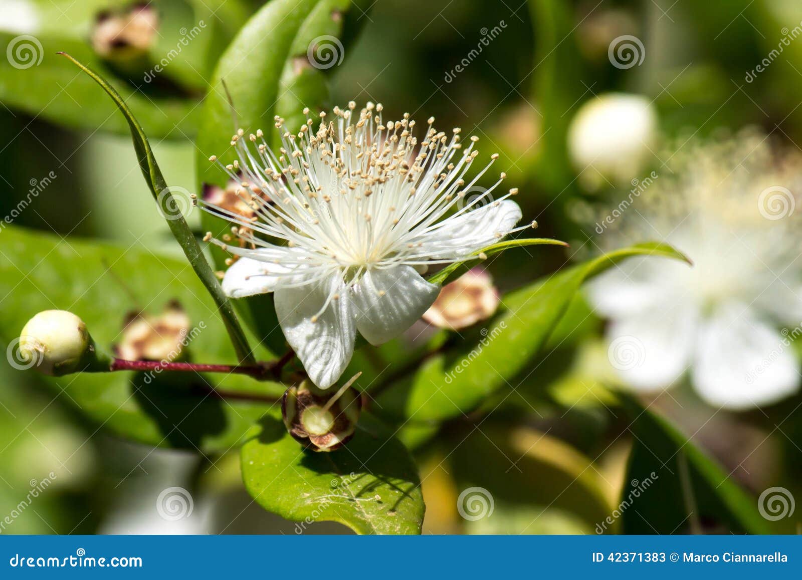 Myrtle flowers stock image. Image of bloom, macro, close - 42371383