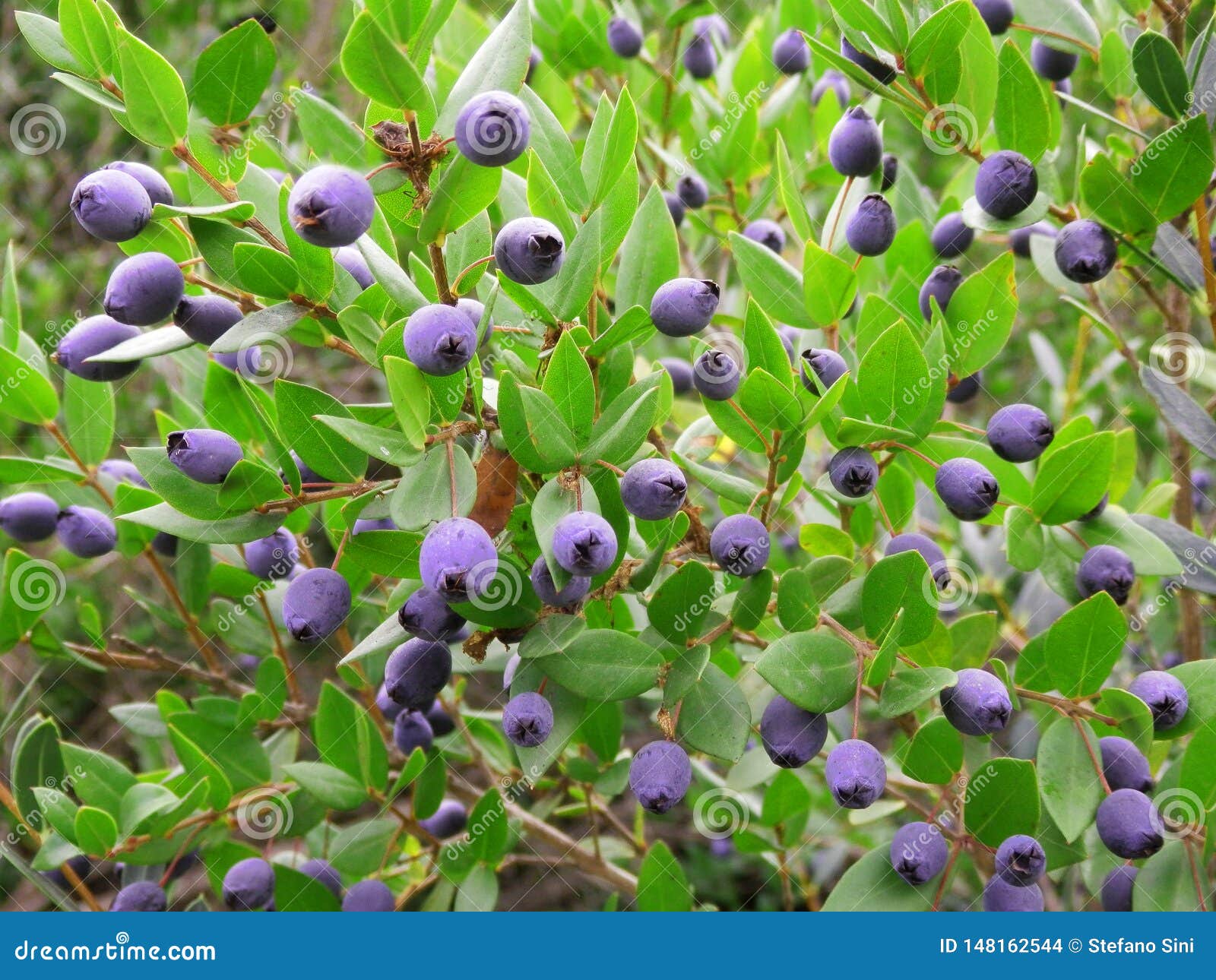 Myrtle stock photo. Image of countryside, myrtle, leaf - 148162544