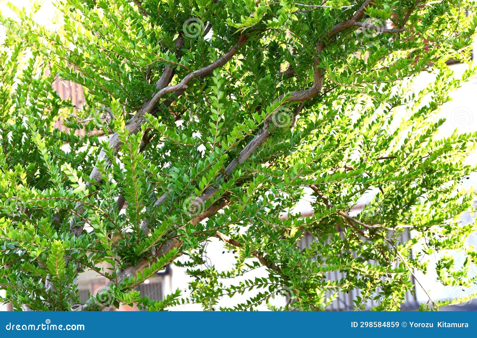 Myrtle ( Myrtus Communis ) Tree. Myrtaceae Ebergreen Shrub Stock Image ...