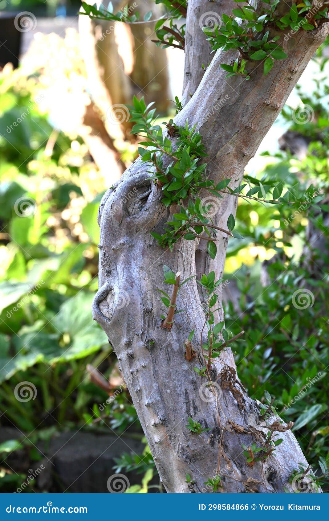 Myrtle ( Myrtus Communis ) Tree. Myrtaceae Ebergreen Shrub Stock Photo ...