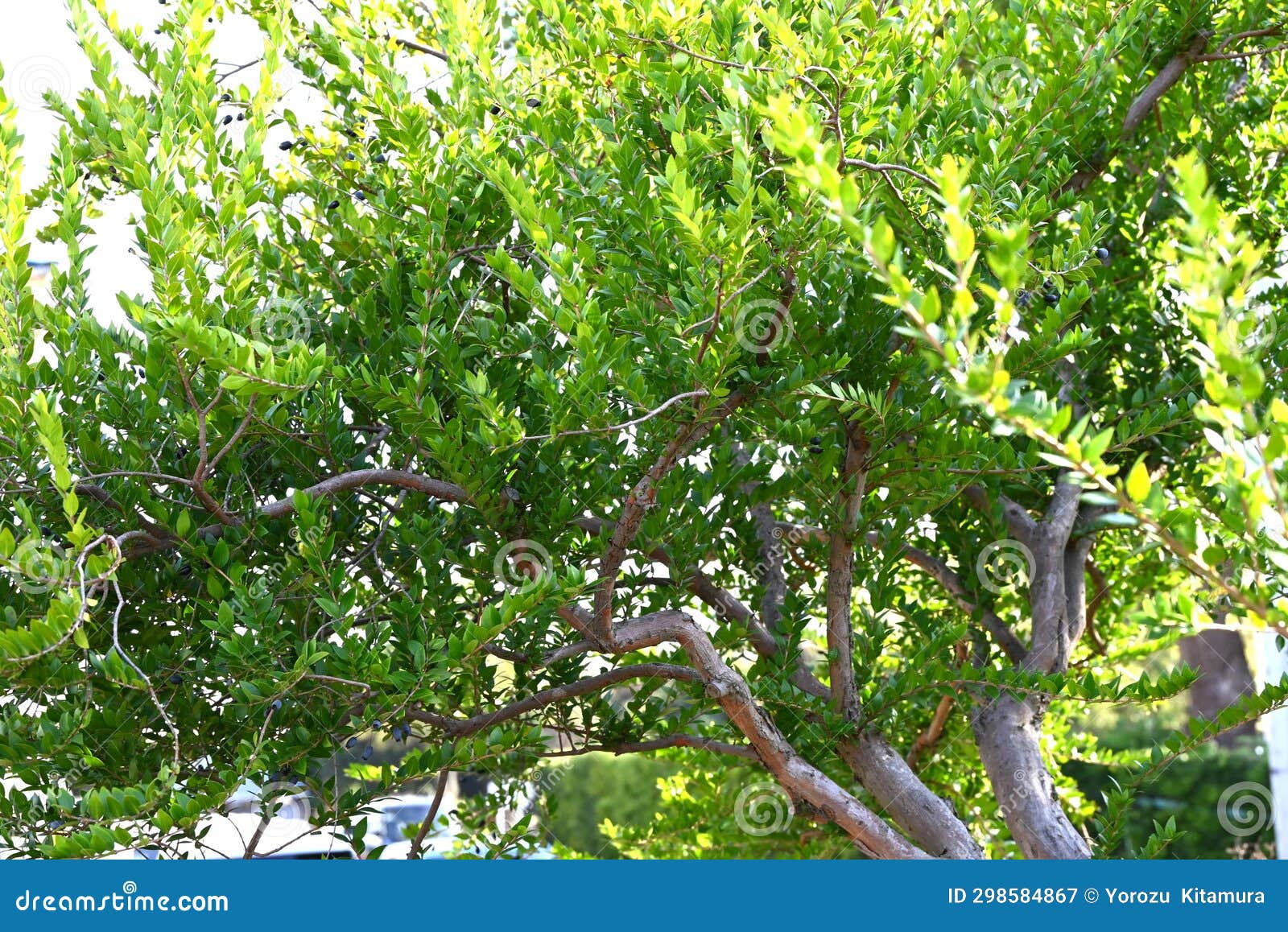 Myrtle ( Myrtus Communis ) Tree. Myrtaceae Ebergreen Shrub Stock Image ...