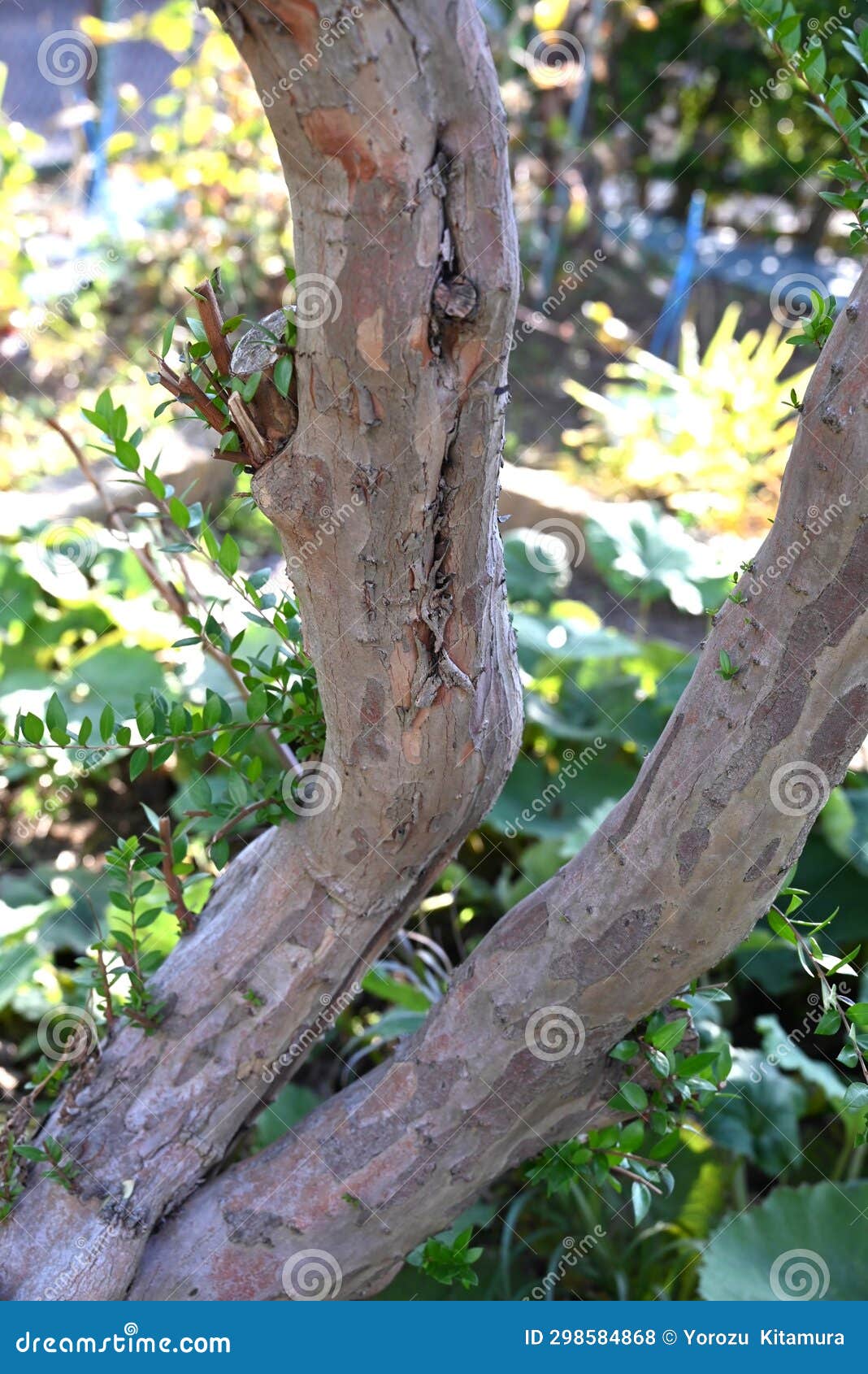 Myrtle ( Myrtus Communis ) Tree. Myrtaceae Ebergreen Shrub Stock Photo ...