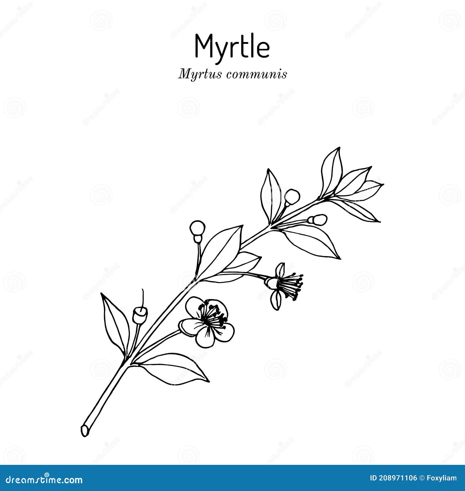 Common Myrtle Aka Myrtus Communis Sketch On Black Lace Background ...