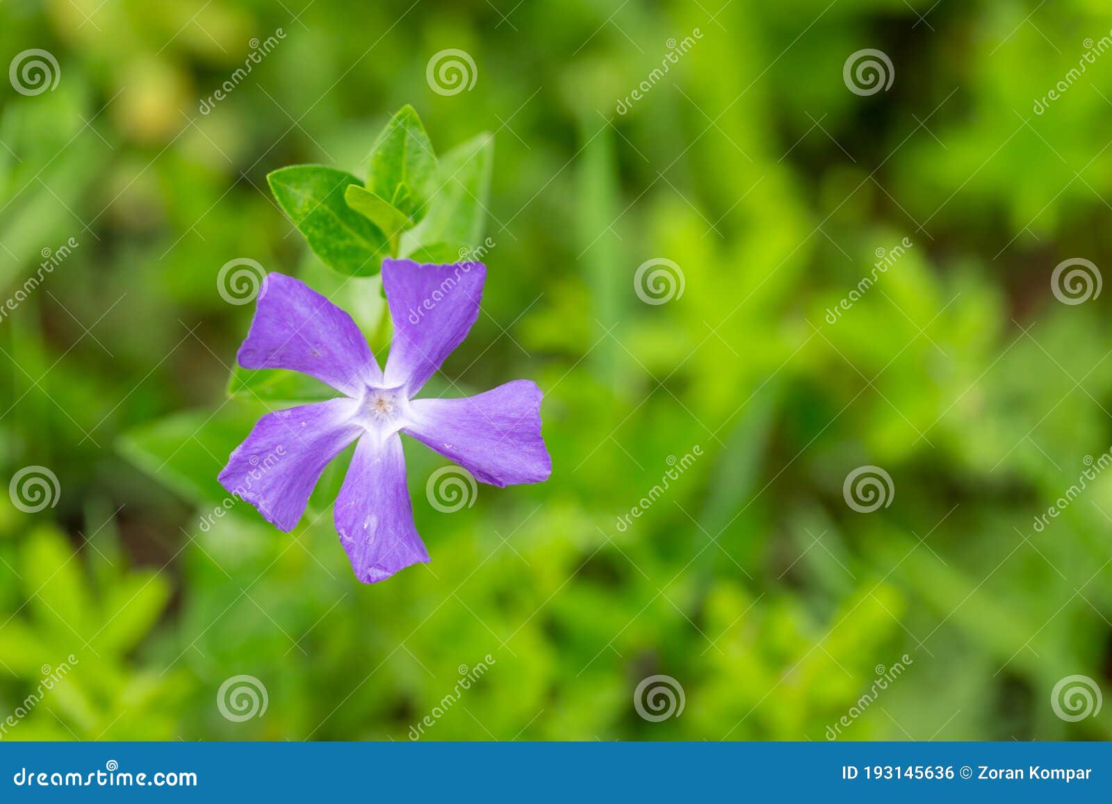 Myrtle Periwinkle Flower in the Field Isolated with Blurred Background ...