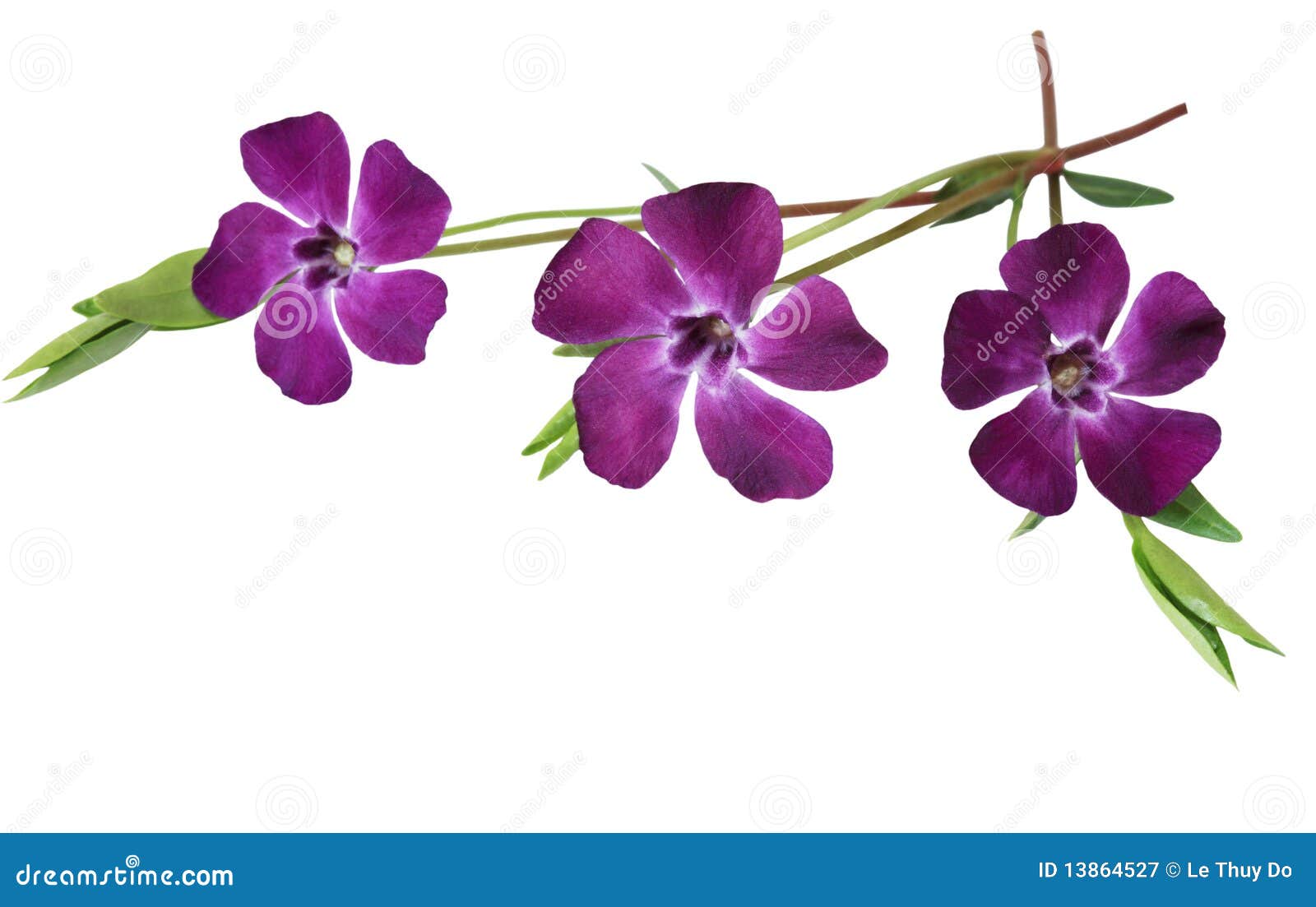 Myrtle Periwinkle Minor Vinca Stock Image - Image of pistil, botany ...