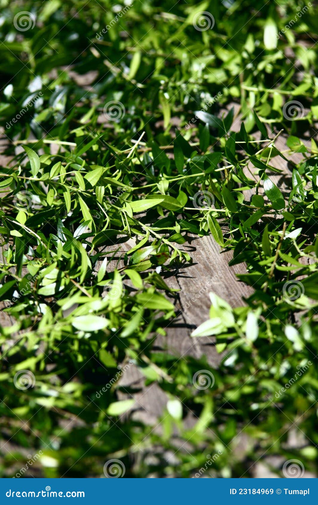 Myrtle on table stock image. Image of decorative, background - 23184969