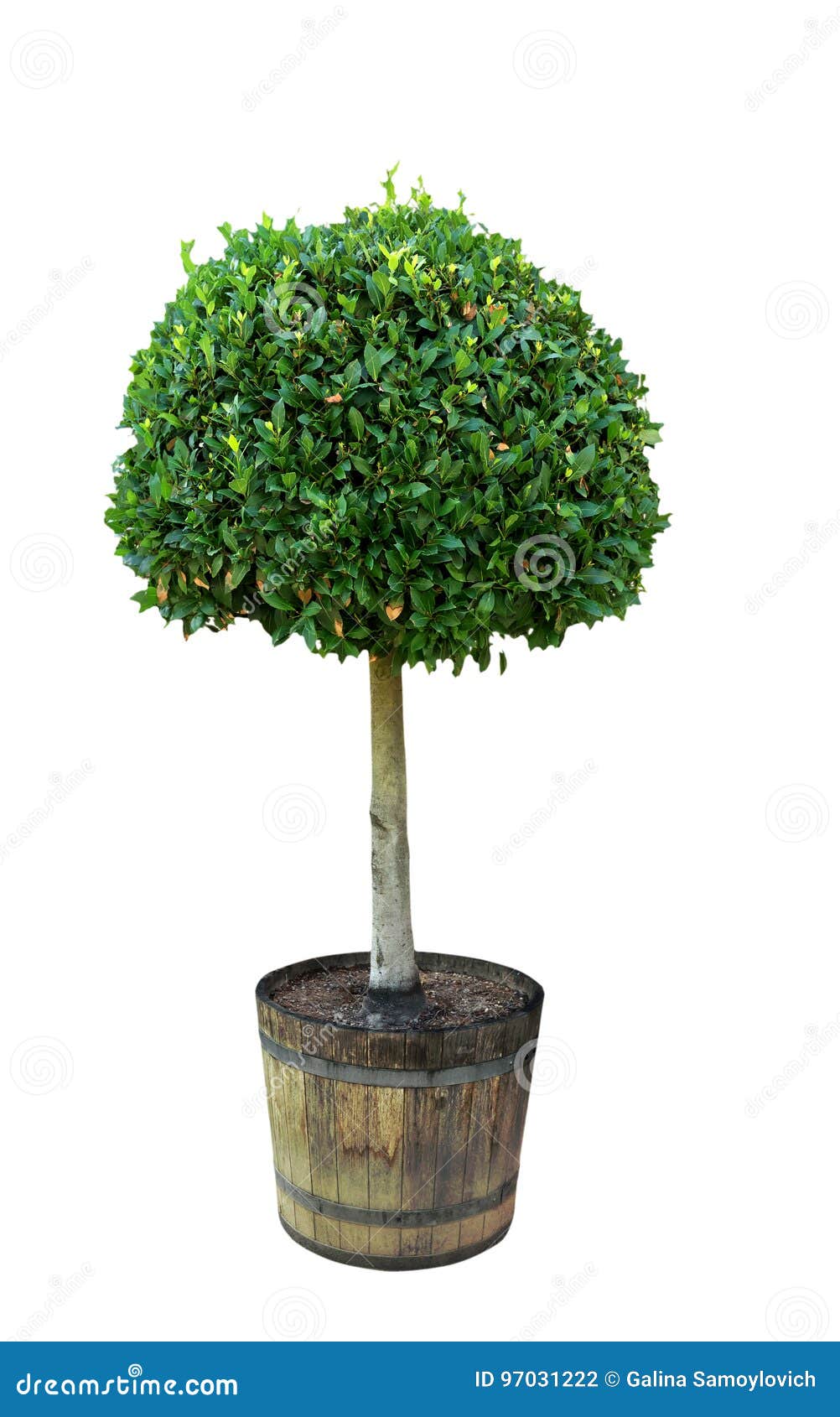 Myrtle tree stock photo. Image of nature, leaf, houseplant - 97031222