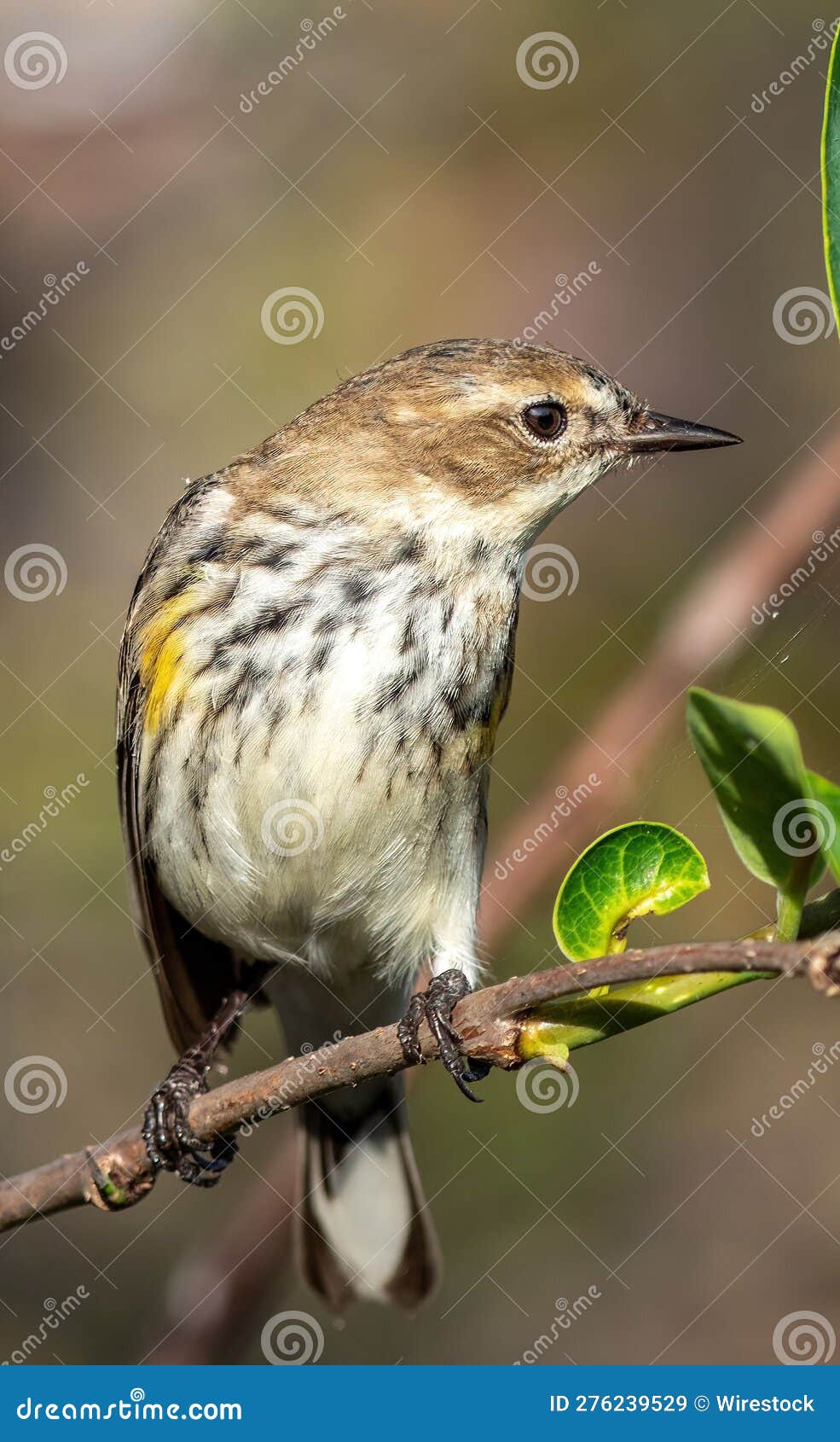 Myrtle Warbler Bird Perched Atop a Tree Branch Stock Image - Image of ...