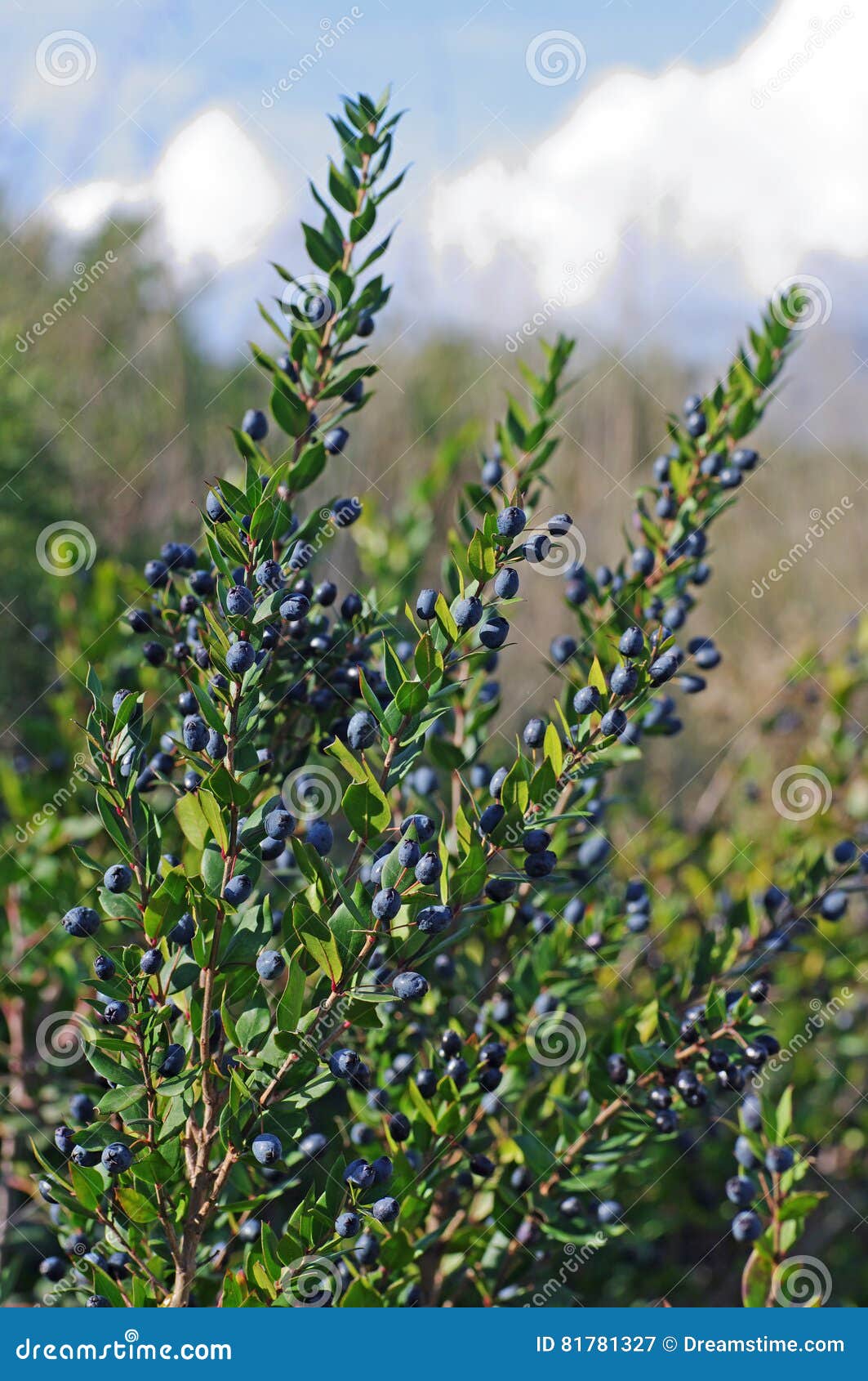 Myrtus Communis, the Common Myrtle Stock Image - Image of mediterranean ...