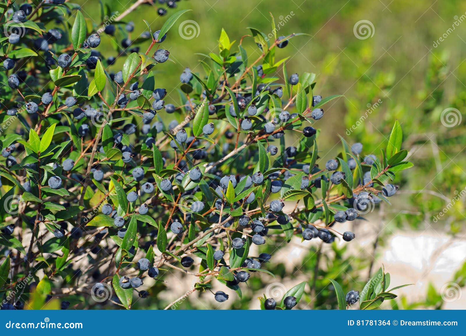 Myrtus Communis, the Common Myrtle Stock Photo - Image of evergreen ...