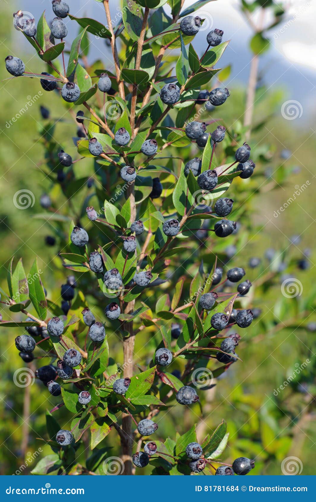 Common Myrtle White Flower Myrtus Communis Background Royalty-Free ...