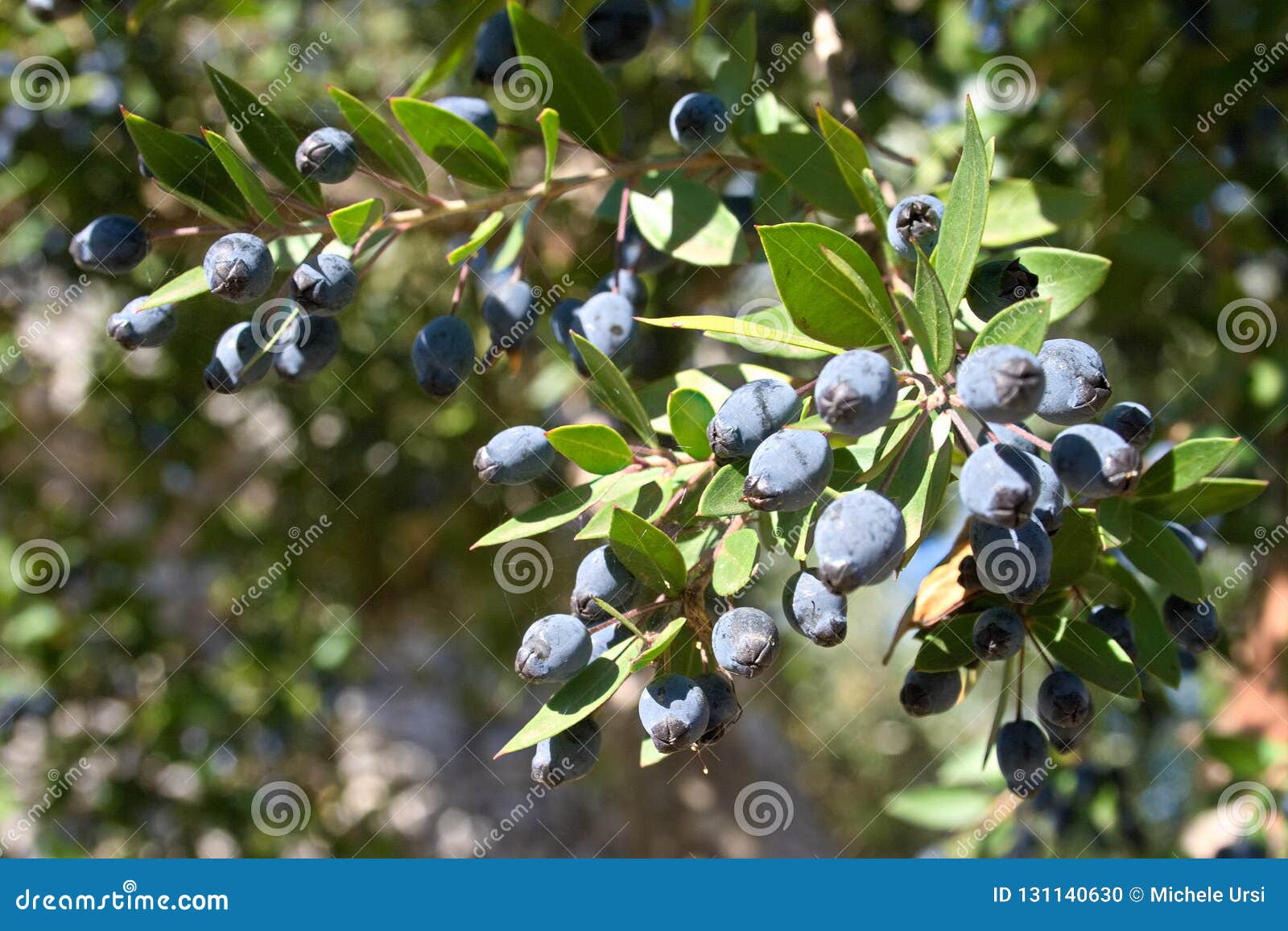 Myrtus Communis Con Las Frutas, El Mirto Común Foto de archivo - Imagen ...