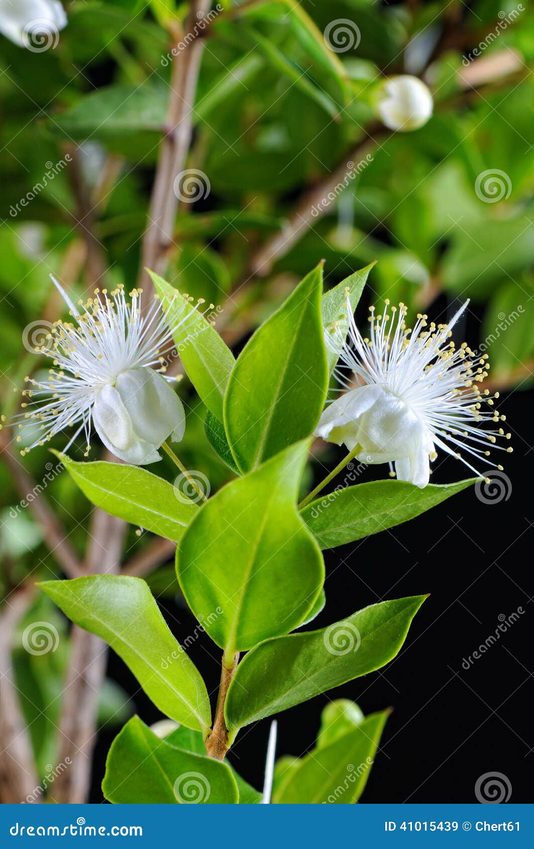 7,376 Mirt Zdjęcia - Bezpłatne i z licenncją Royalty-Free Zdjęcia od ...