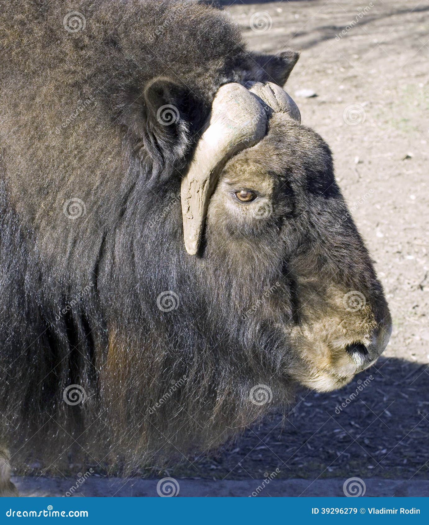 Mysk-oxe fotografering för bildbyråer. Bild av flock - 39296279