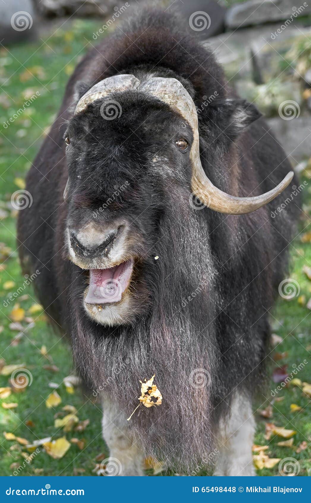 Mysk-oxe arkivfoto. Bild av trevligt, päls, natur, herbivor - 65498448