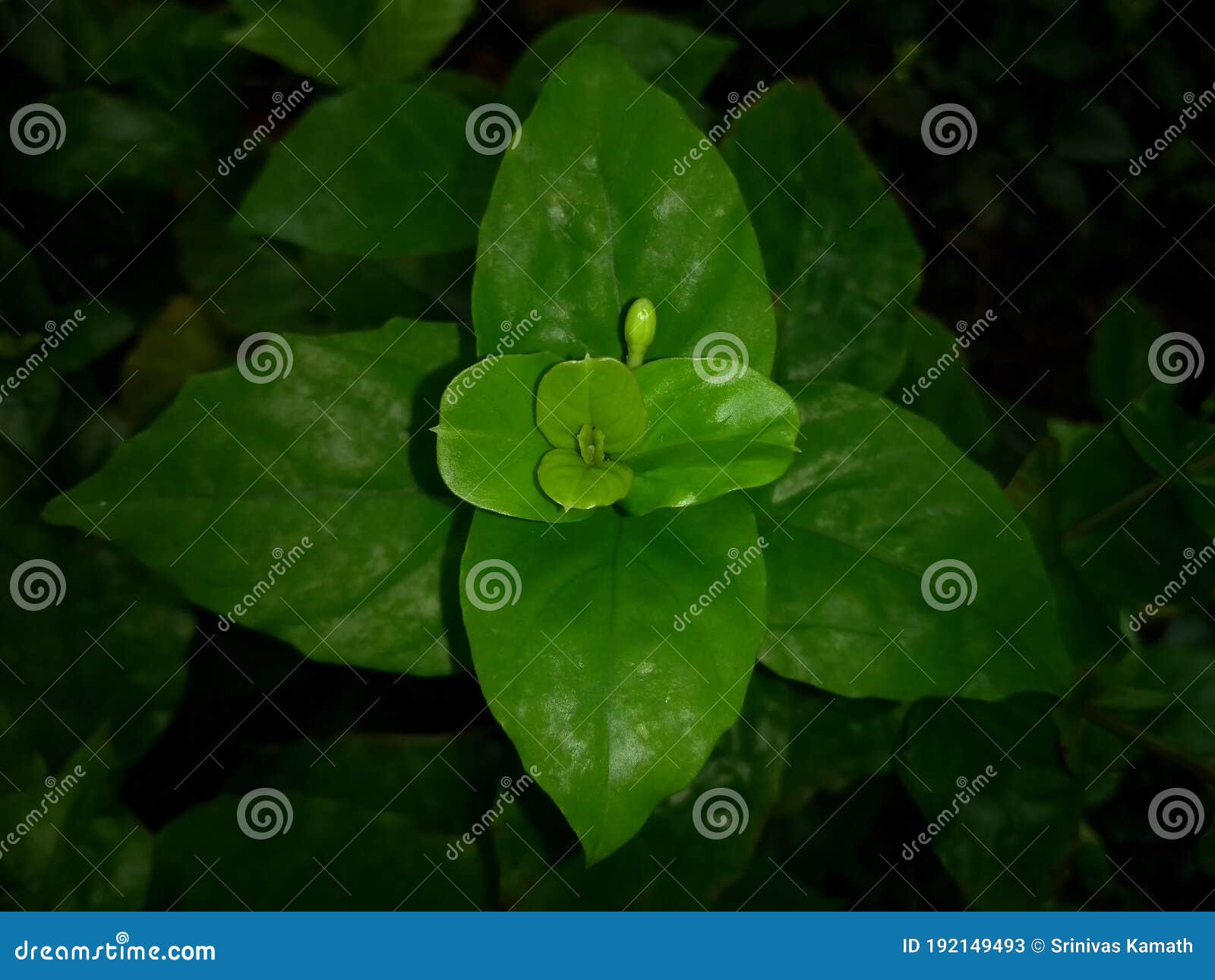 Mysore Jasmine Flower Plant Photos - Free & Royalty-Free Stock Photos ...