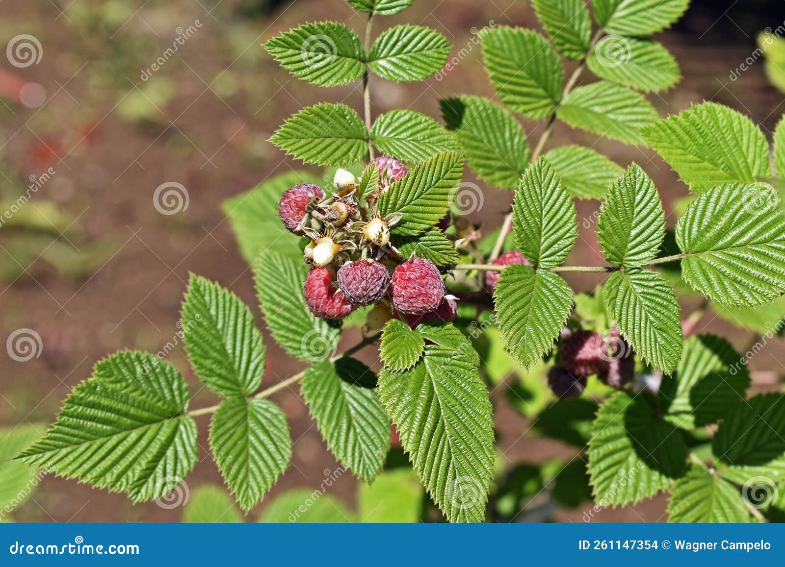 Mysore Raspberry Fruits on Orchard Stock Photo - Image of mysore ...