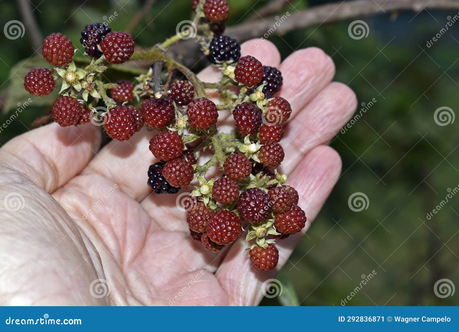 Mysore Raspberry, Ceylon Raspberry or Hill Raspberry Fruits on Hand ...
