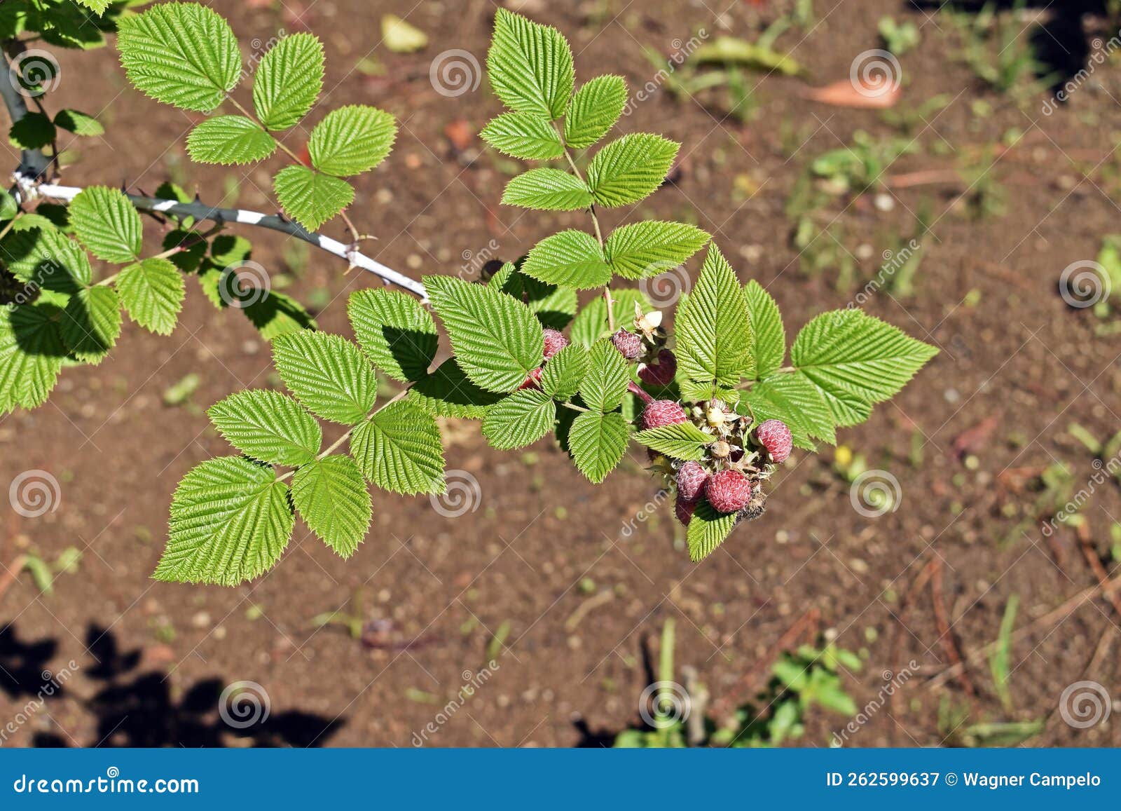 Mysore Raspberry Fruits on Orchard in Teresopolis Stock Image - Image ...