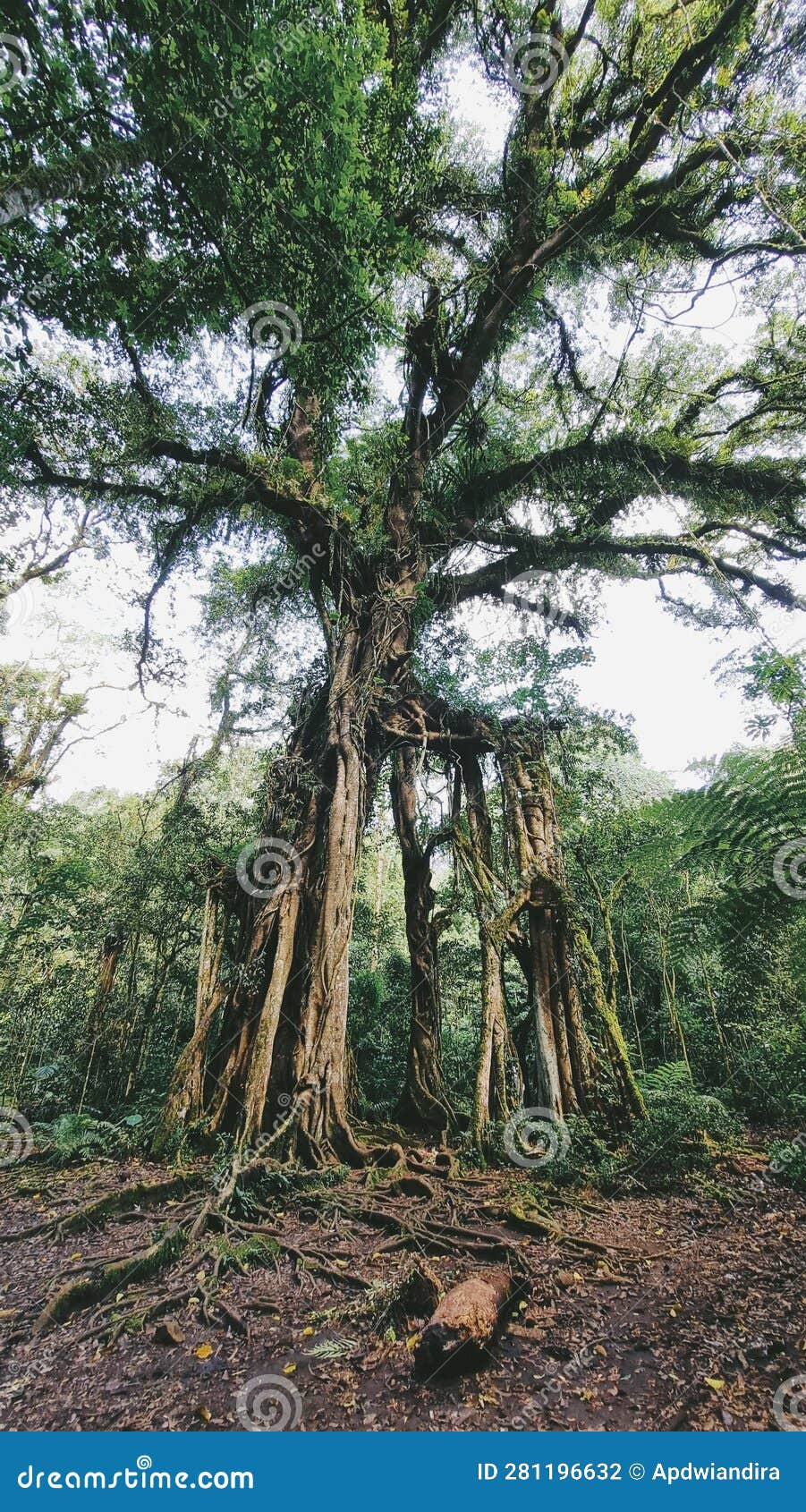 Mysterical Tree with Roots stock photo. Image of pillars - 281196632