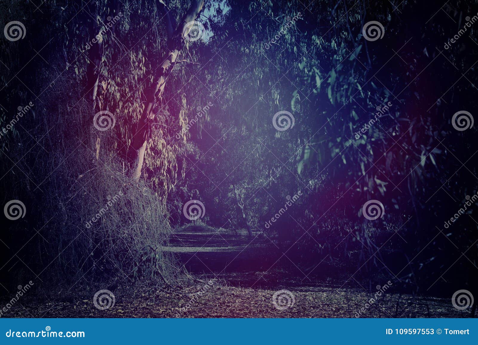 Mysterious Background Of Dark And Haunted Forest. Royalty-Free Stock ...