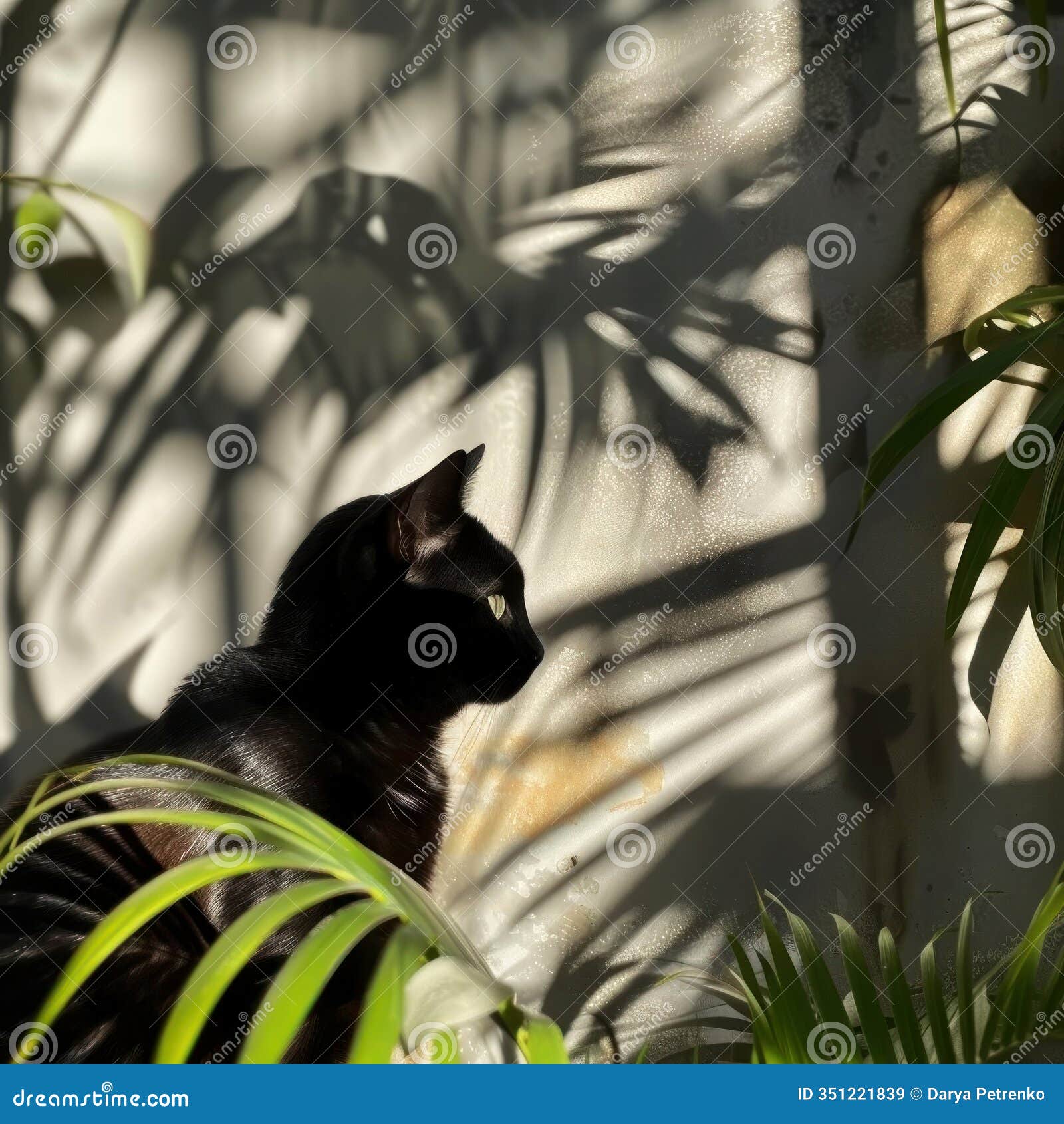 Mysterious Black Cat in Sunlight, Surrounded by Shadowy Leaf Patterns ...