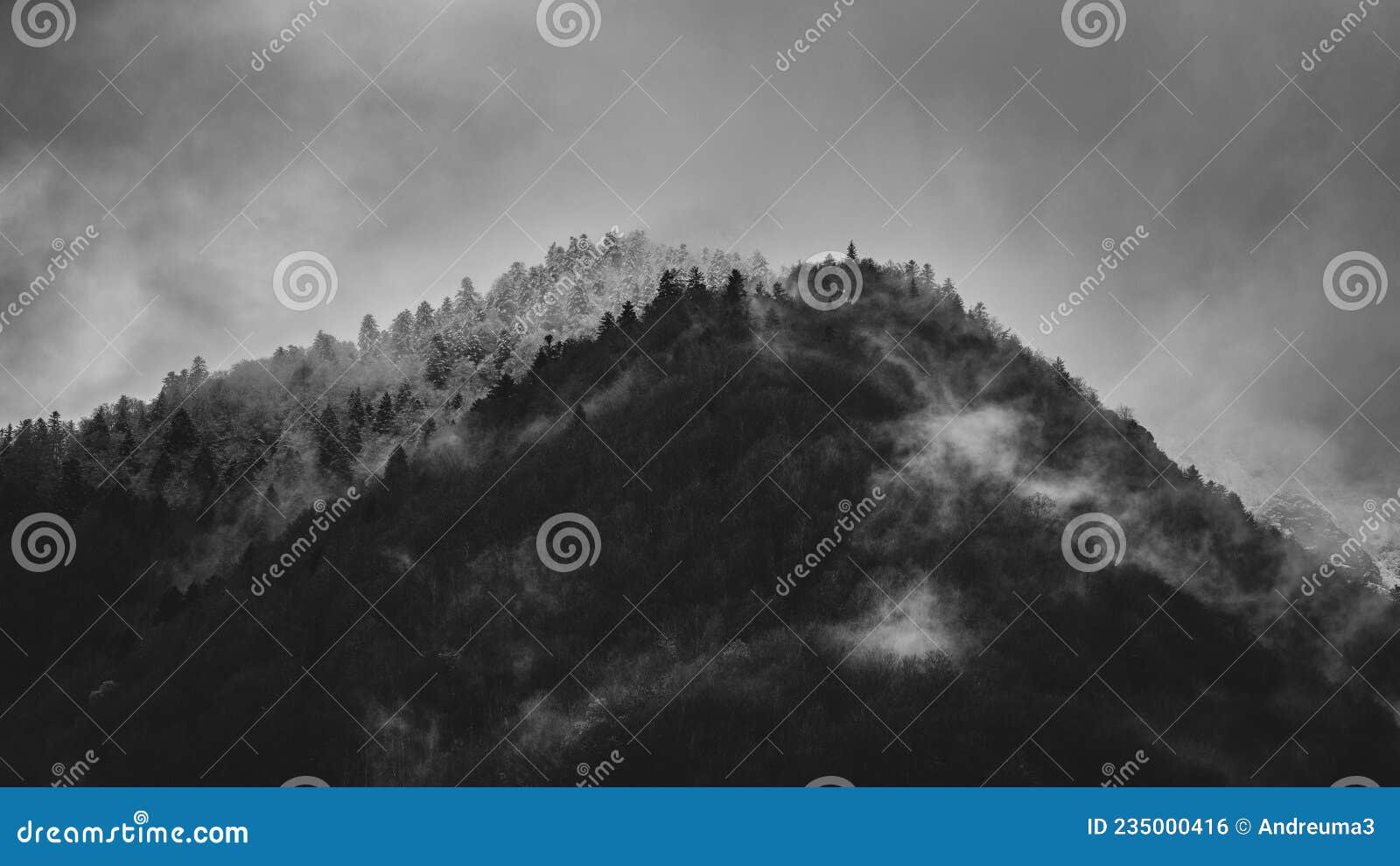 Mysterious Black Forest in the Mist Stock Photo - Image of misty ...