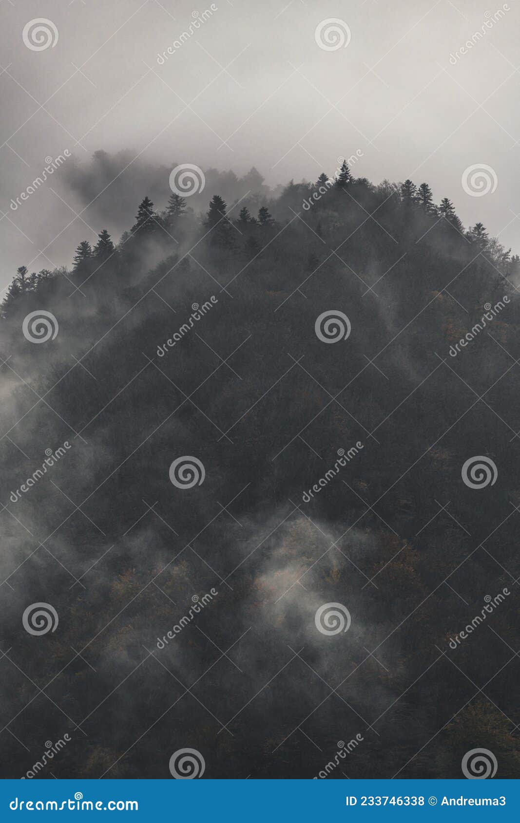 Mysterious Black Forest in the Mist Stock Photo - Image of forest ...