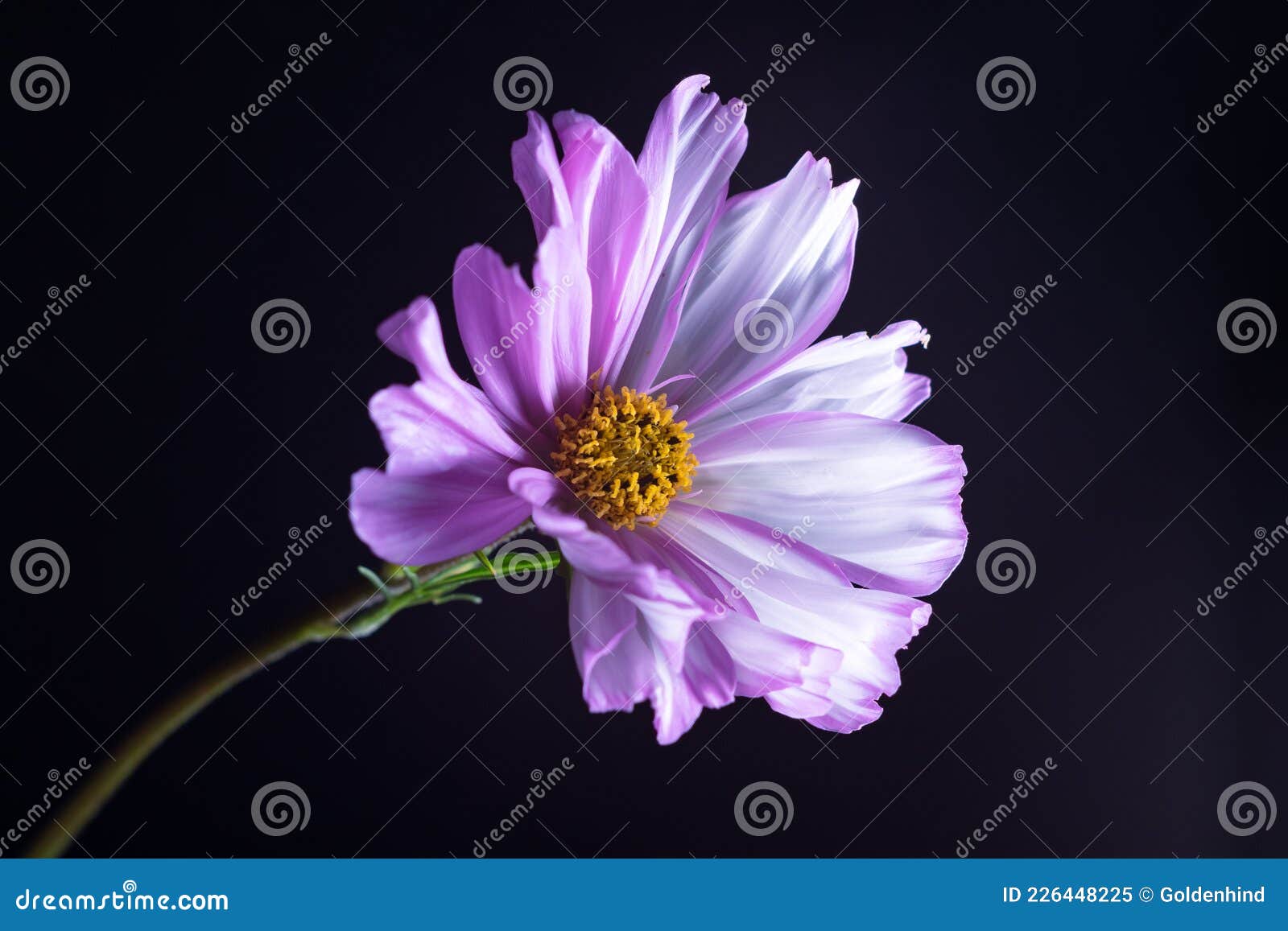 Mysterious Cosmos Flower in the Moonlight. Magic of the Night Stock ...