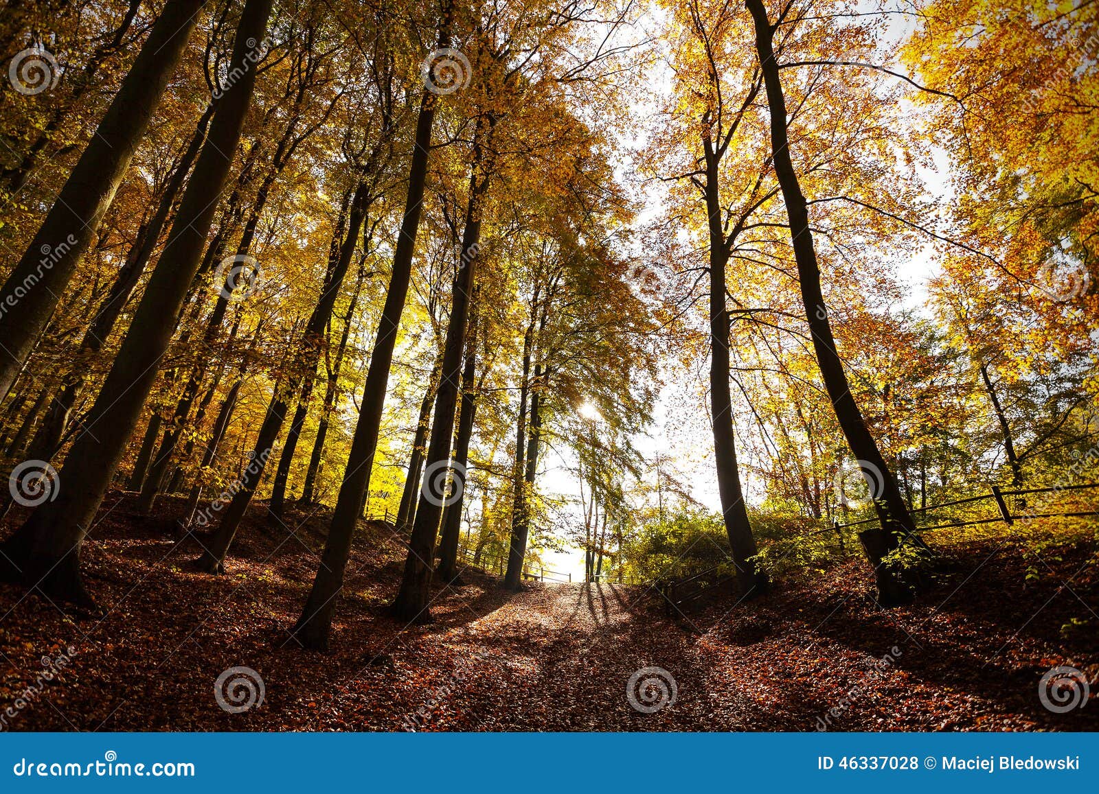 Mysterious Dark Autumn Forest Landscape Stock Photo - Image of thicket ...