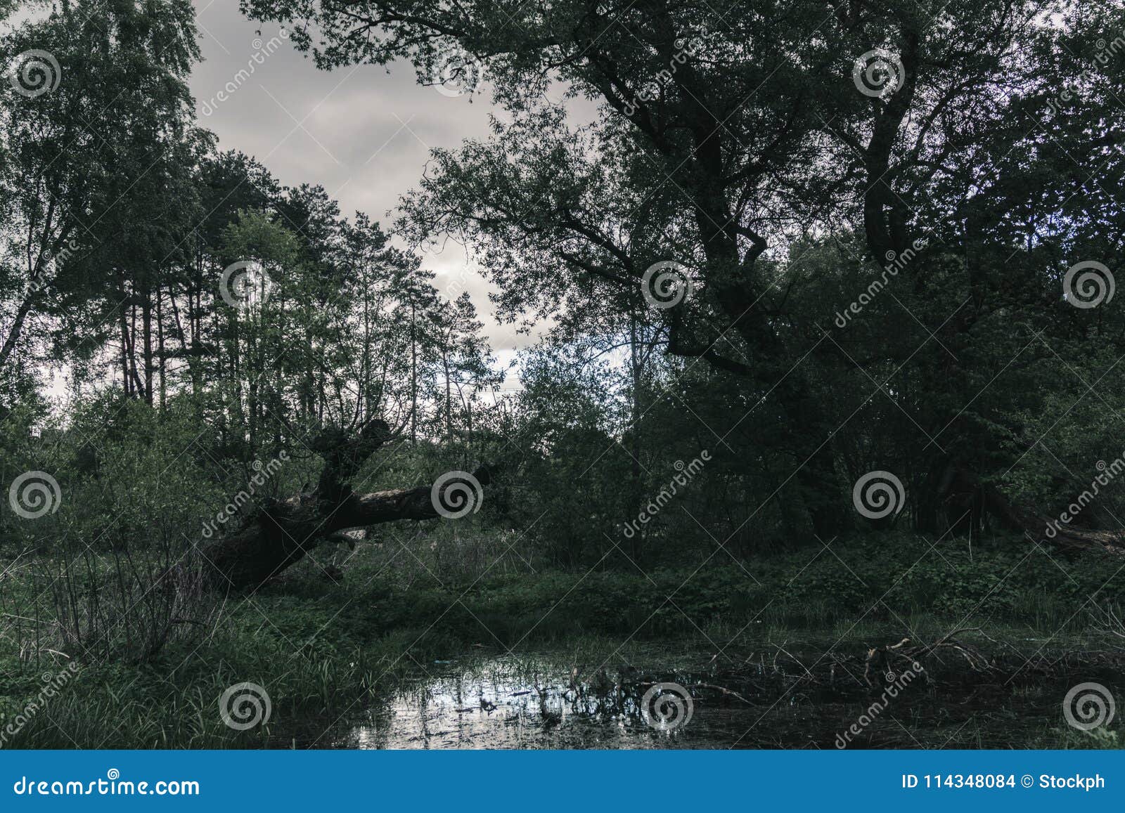 Mysterious Night Forest with Swamp Stock Photo - Image of lake ...