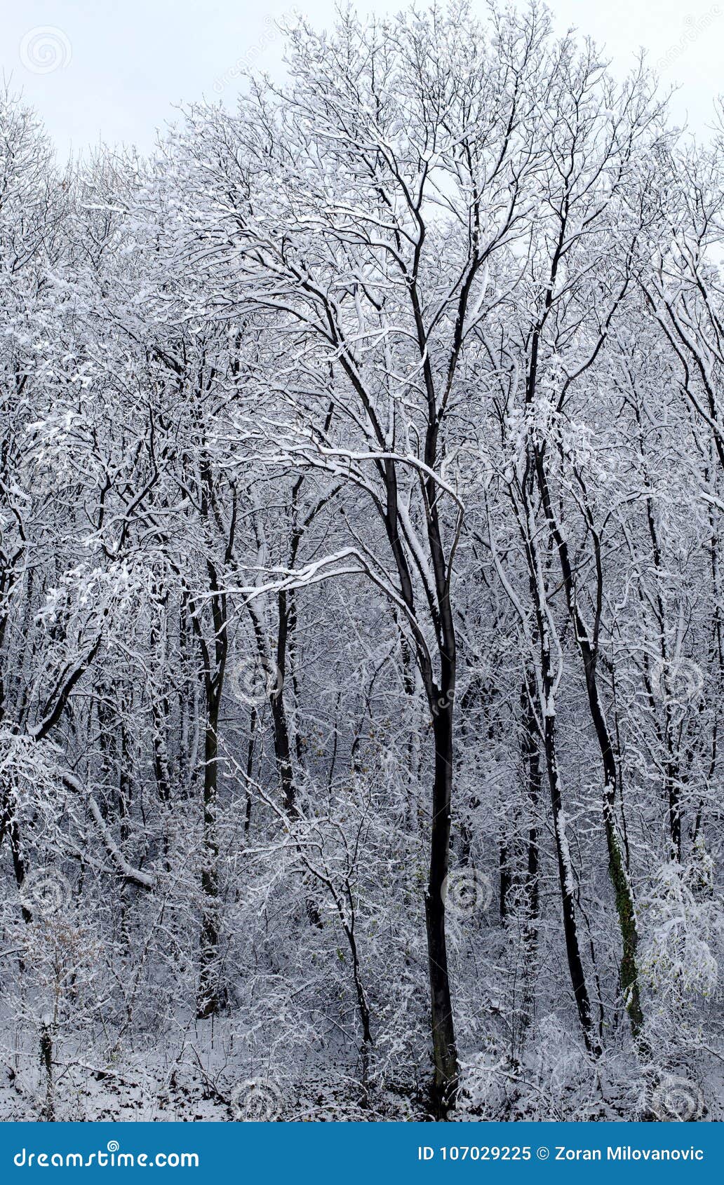 Mysterious Deep Forest with the First Snow Stock Image - Image of life ...
