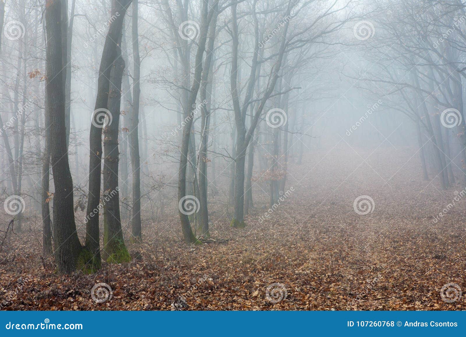 Mysterious fog in a forest stock photo. Image of depression - 107260768
